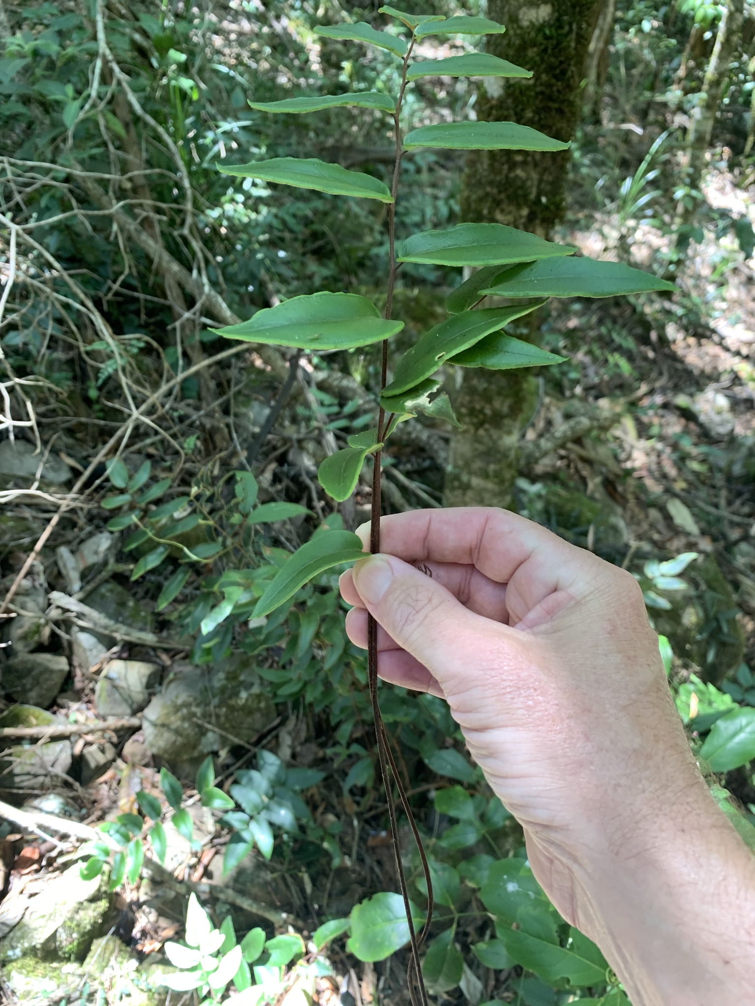 Pellaea paradoxa (R.Br.) Hook.