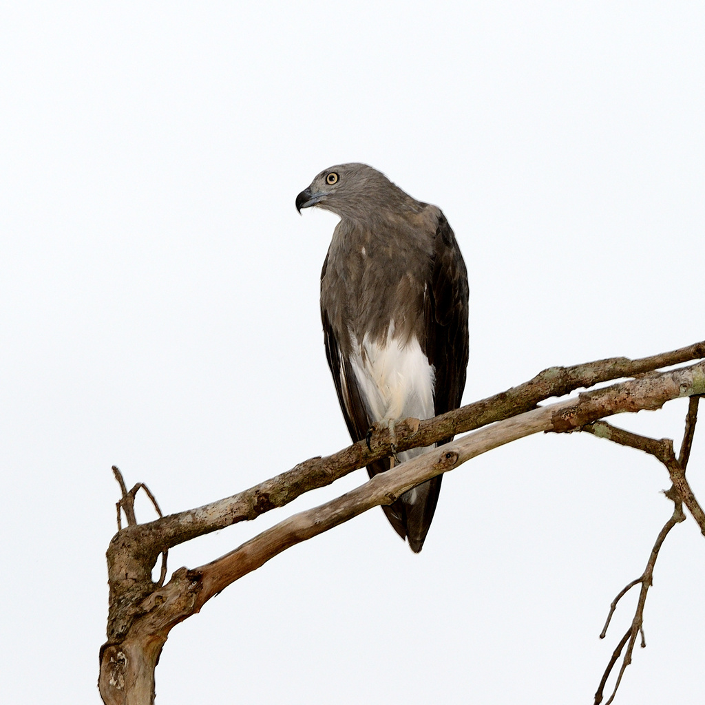 Lesser Fish-Eagle in July 2016 by simben · iNaturalist