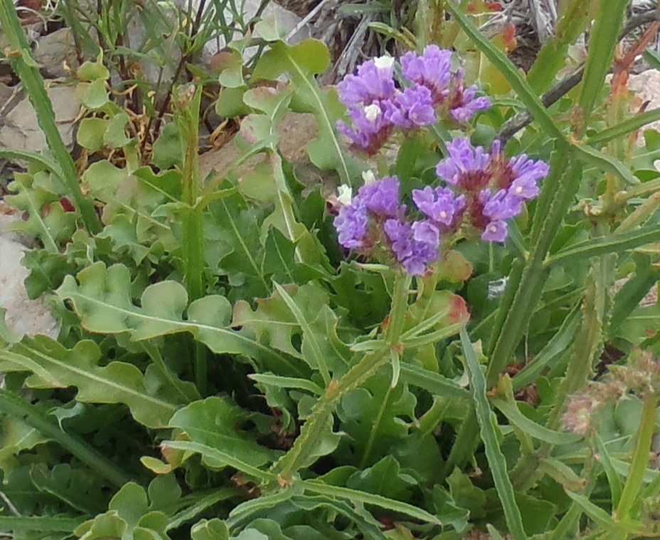 Blue statice from Pierre Ferreira Hiking Trail, Willowmore, 6445, South ...