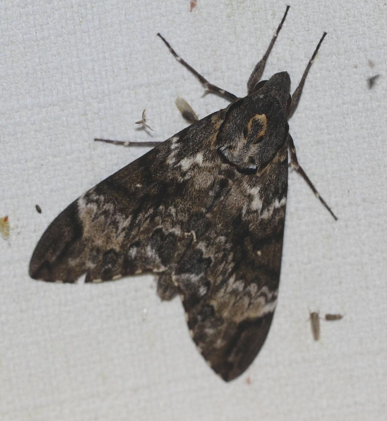 Psilogramma menephron Cramer, 1780