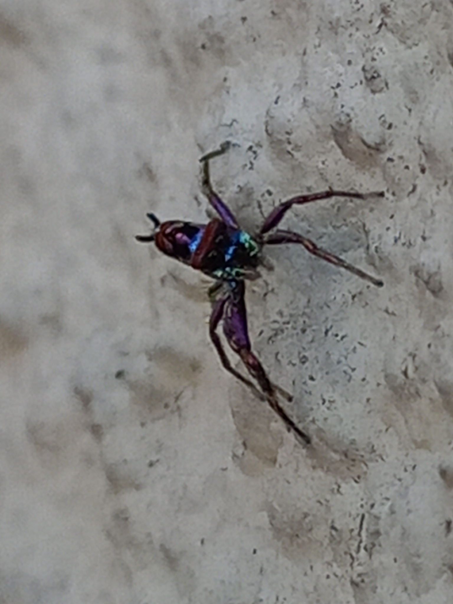 Chrysilla volupe (Karsch, 1879)