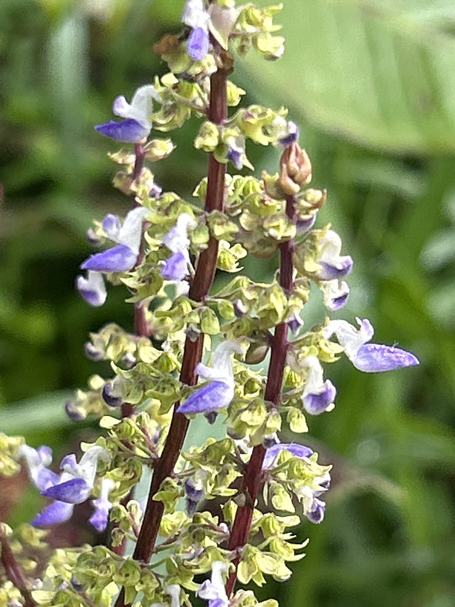 Coleus scutellarioides (L.) Benth.