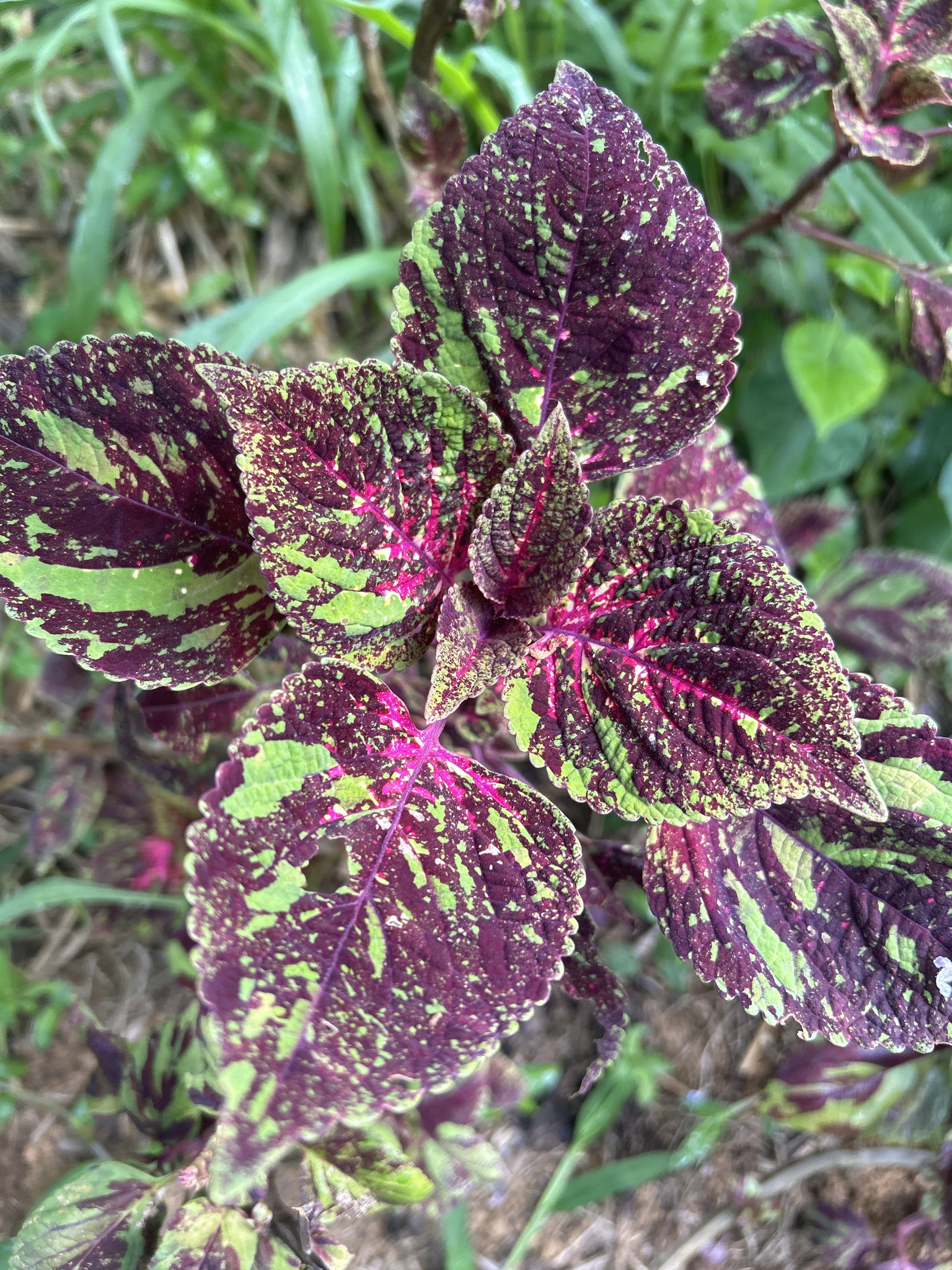 Coleus scutellarioides (L.) Benth.