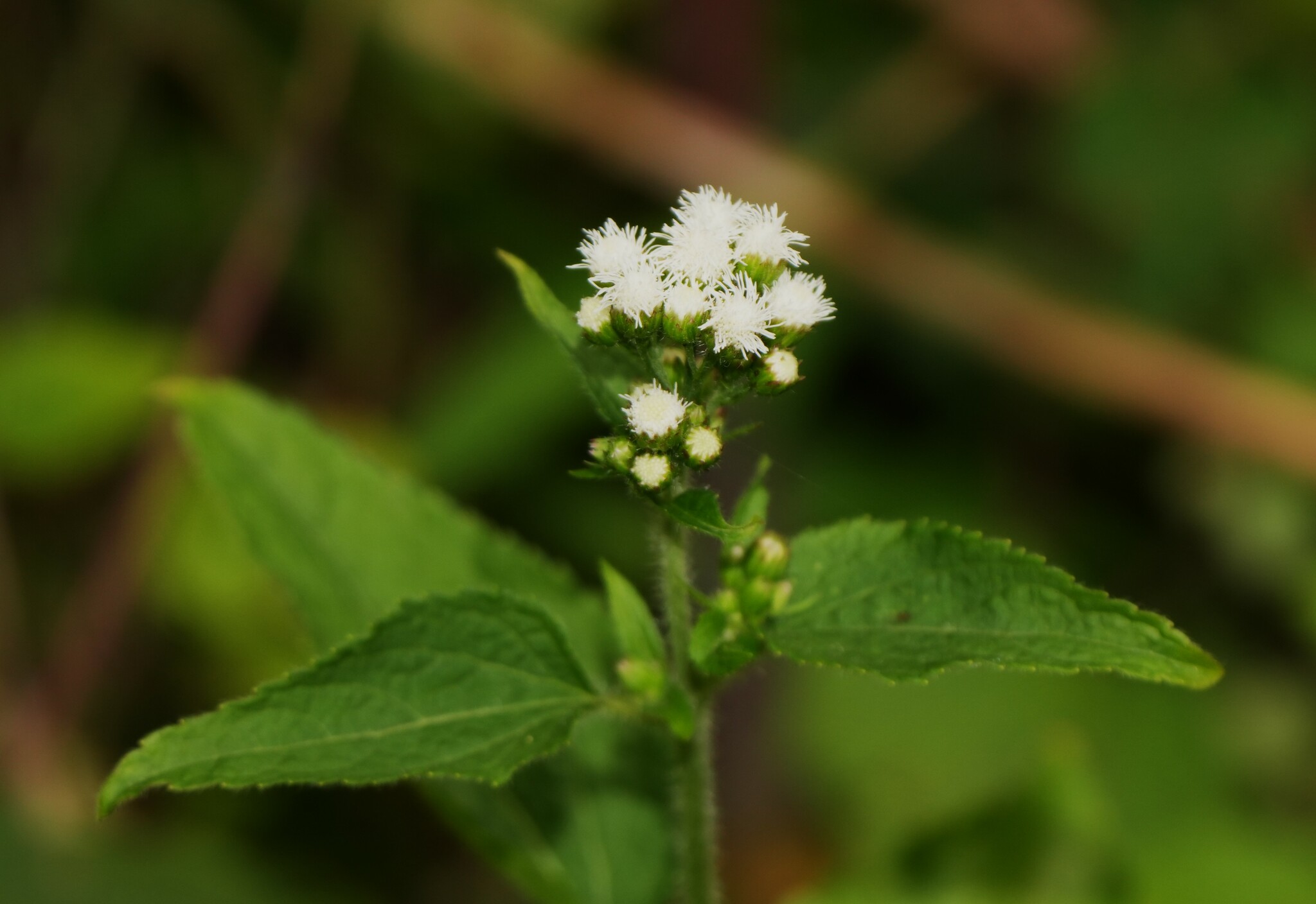 Ageratum conyzoides L.