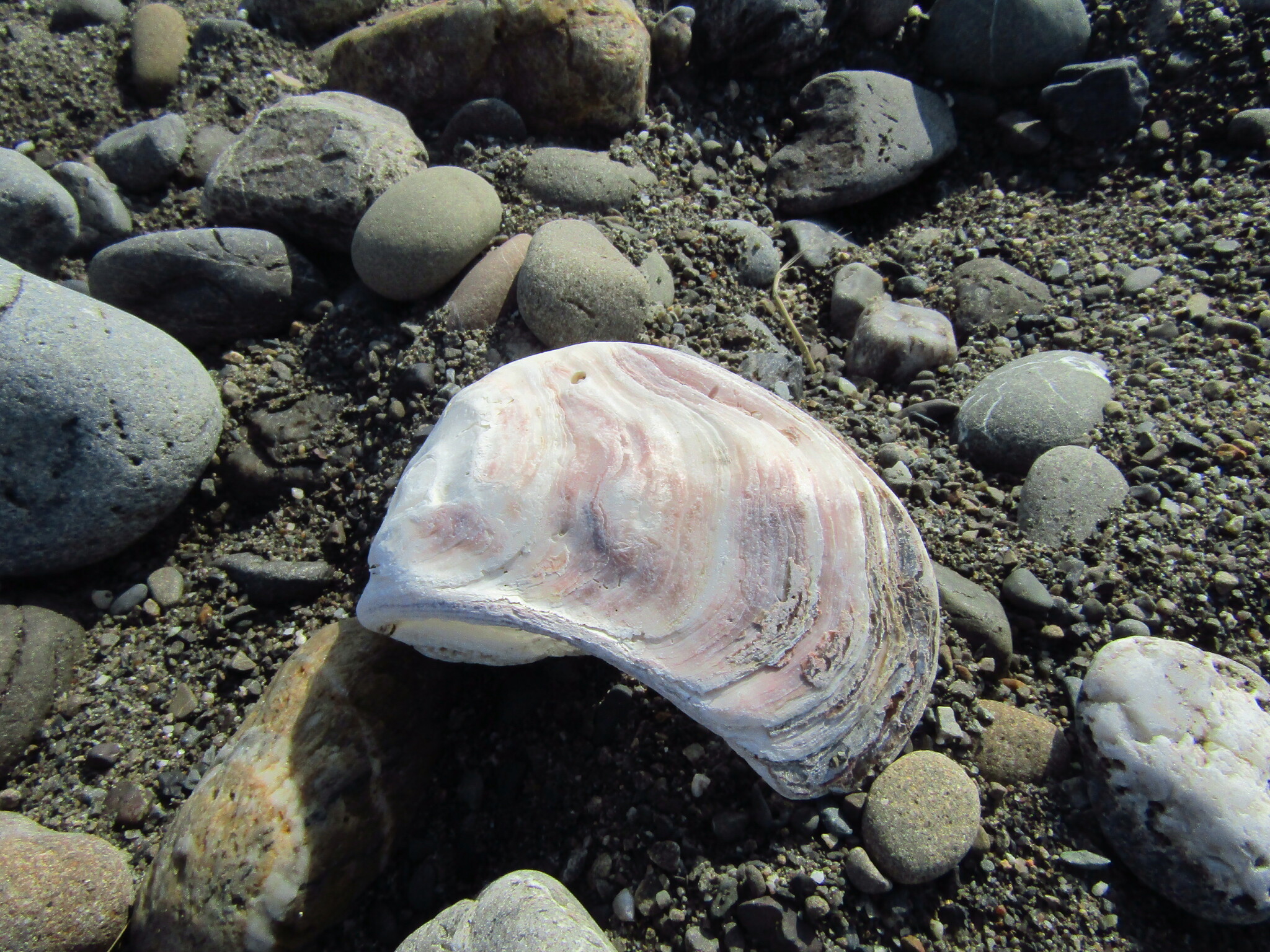 Magallana gigas (Thunberg, 1793)