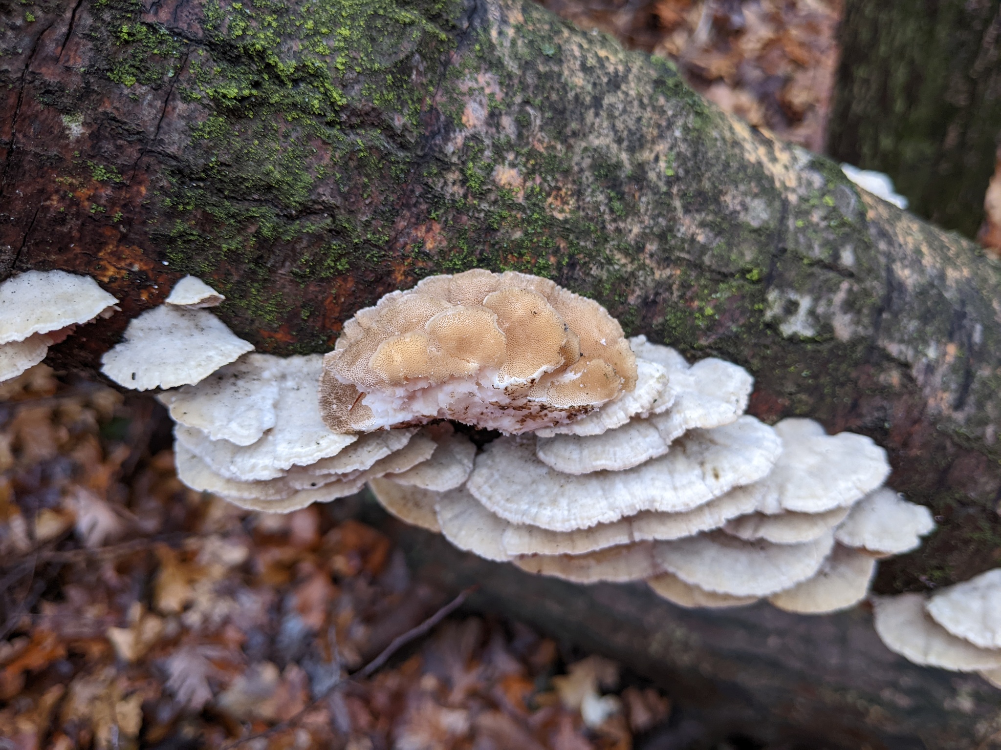 Trametes pubescens - Samtige Tramete