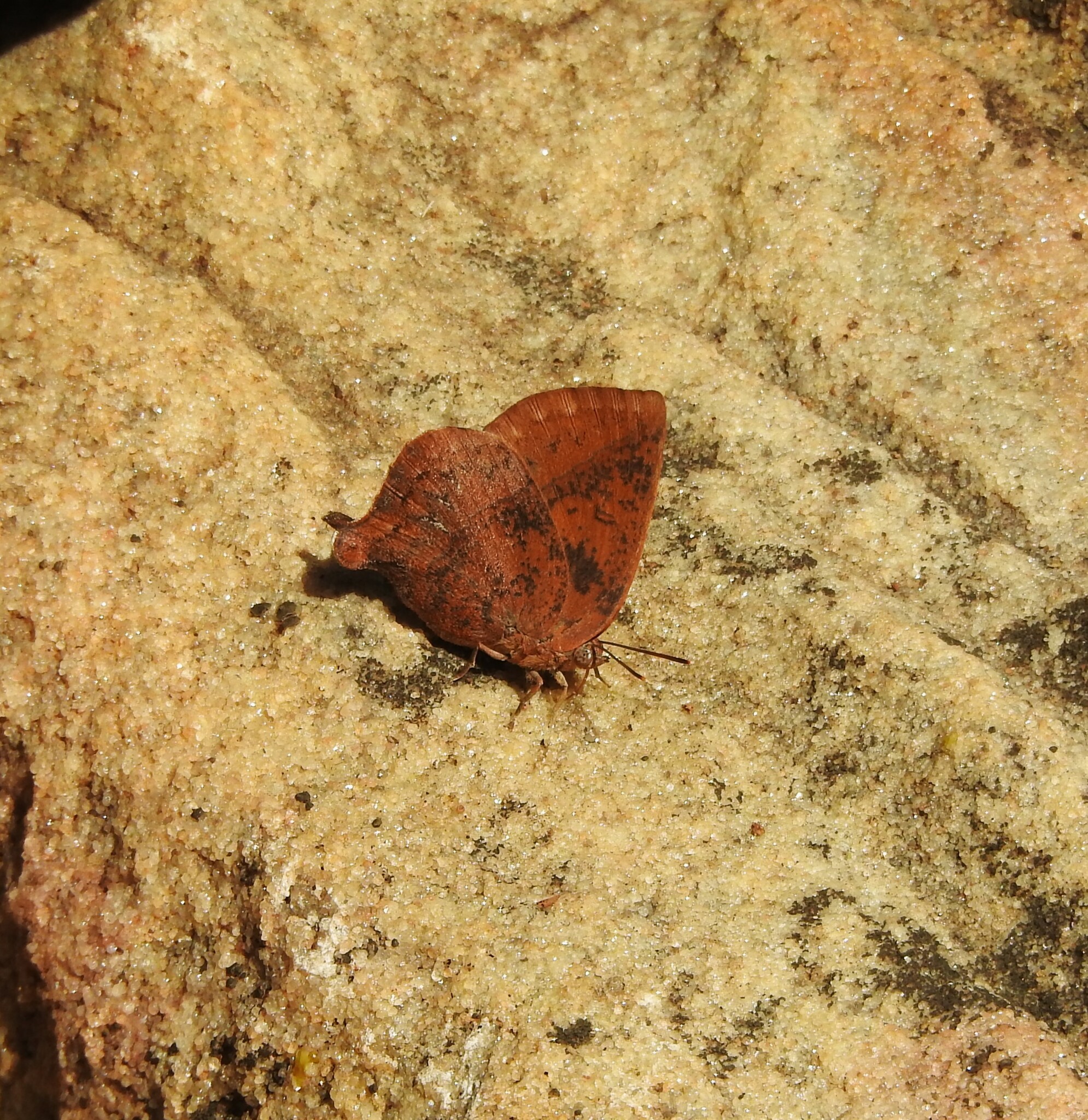 Amblypodia Horsfield, 1829