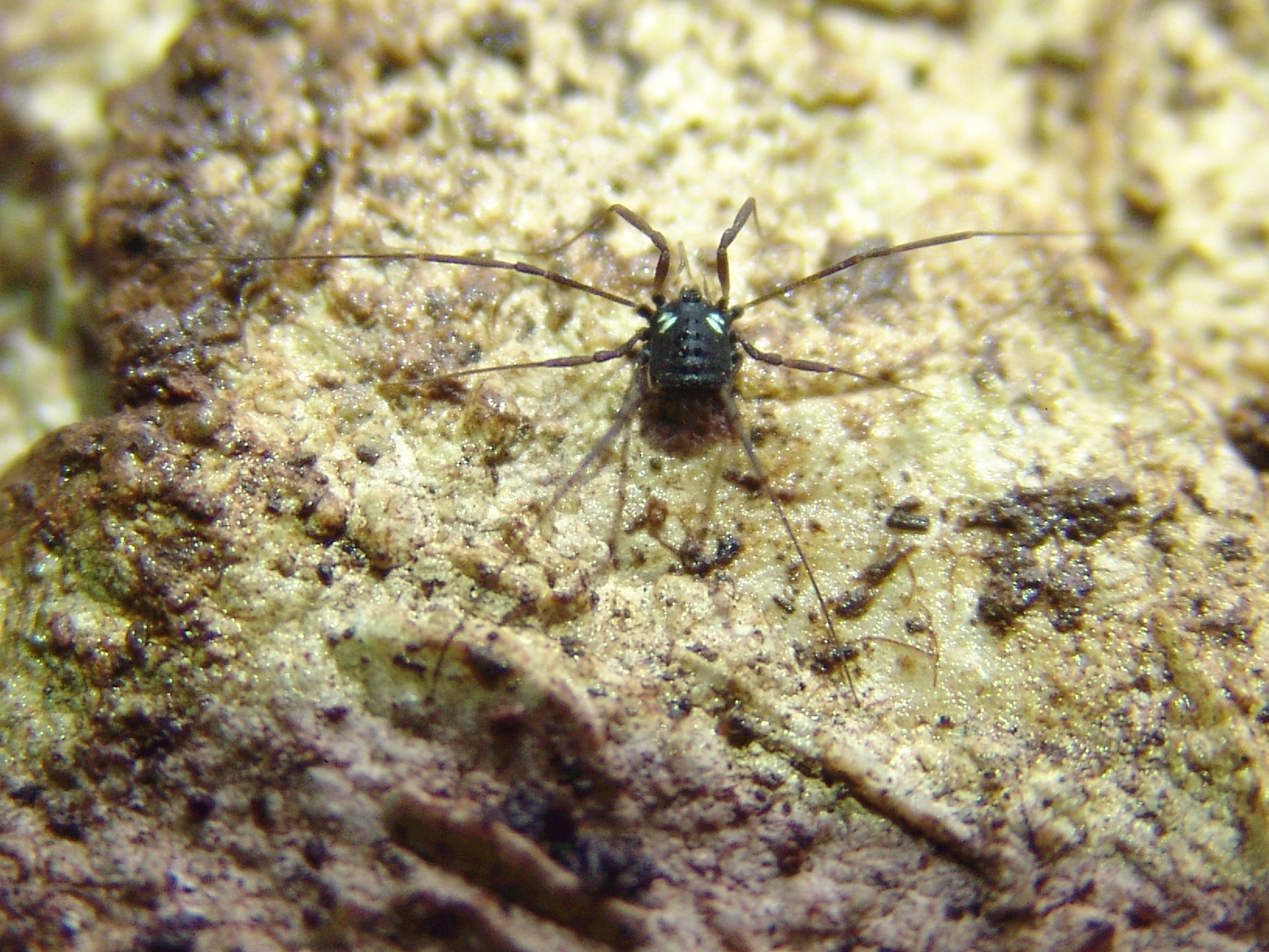 Nemastomatidae