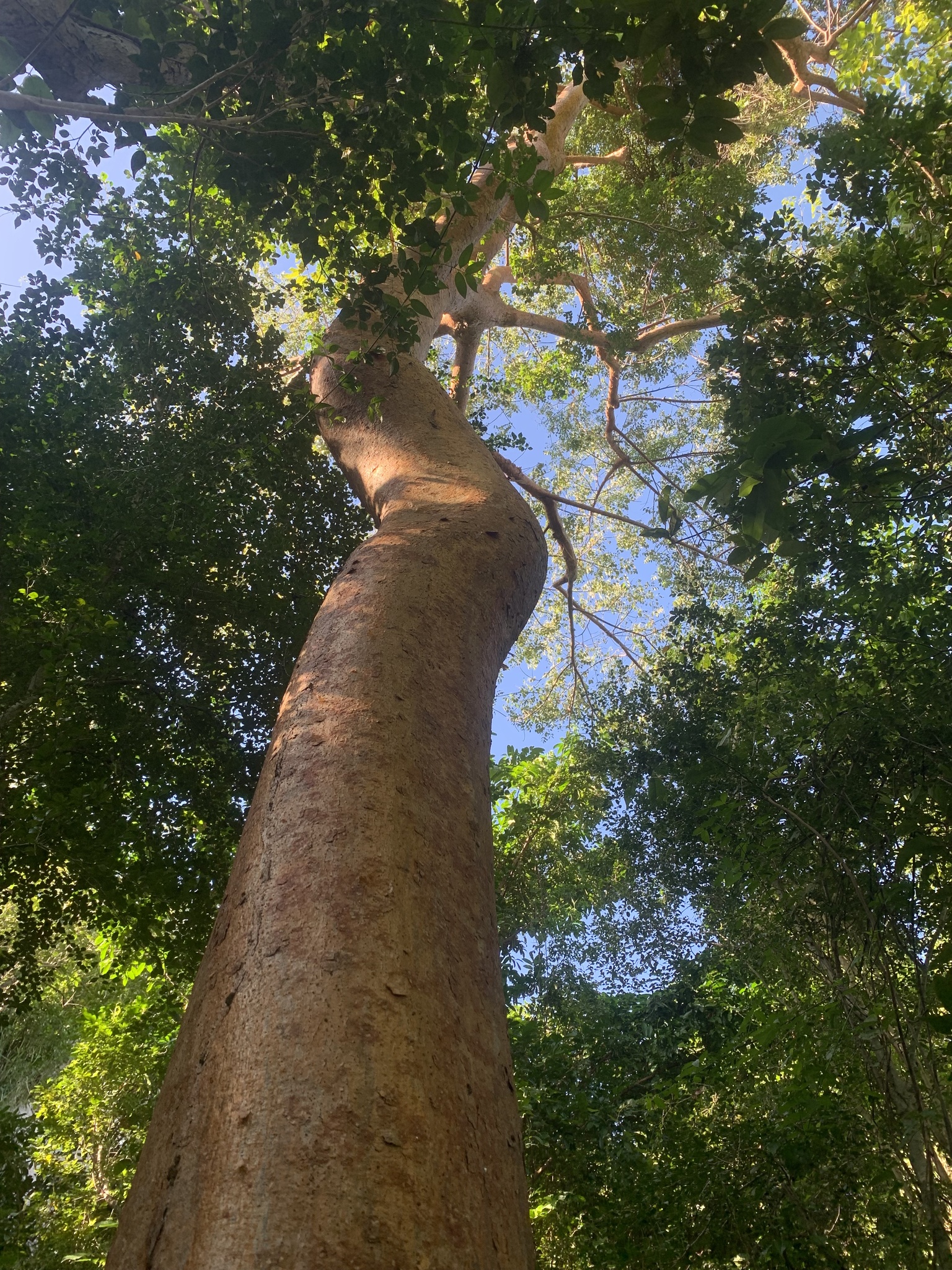 Bursera simaruba (L.) Sarg.