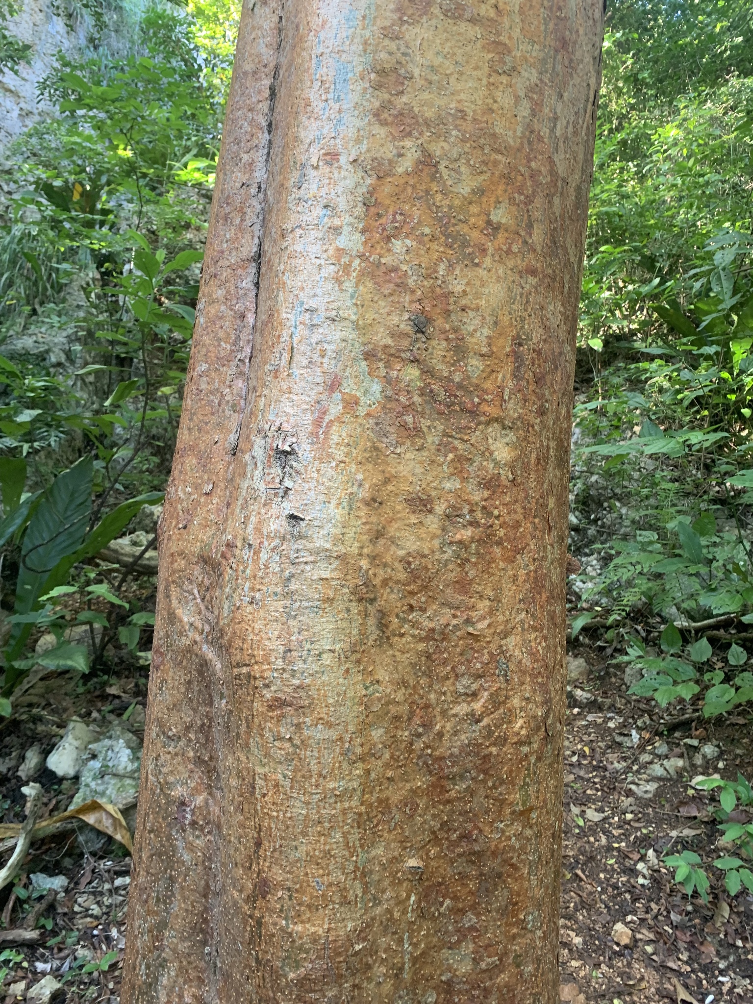 Bursera simaruba (L.) Sarg.