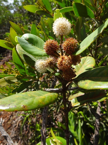 Codia montana · iNaturalist