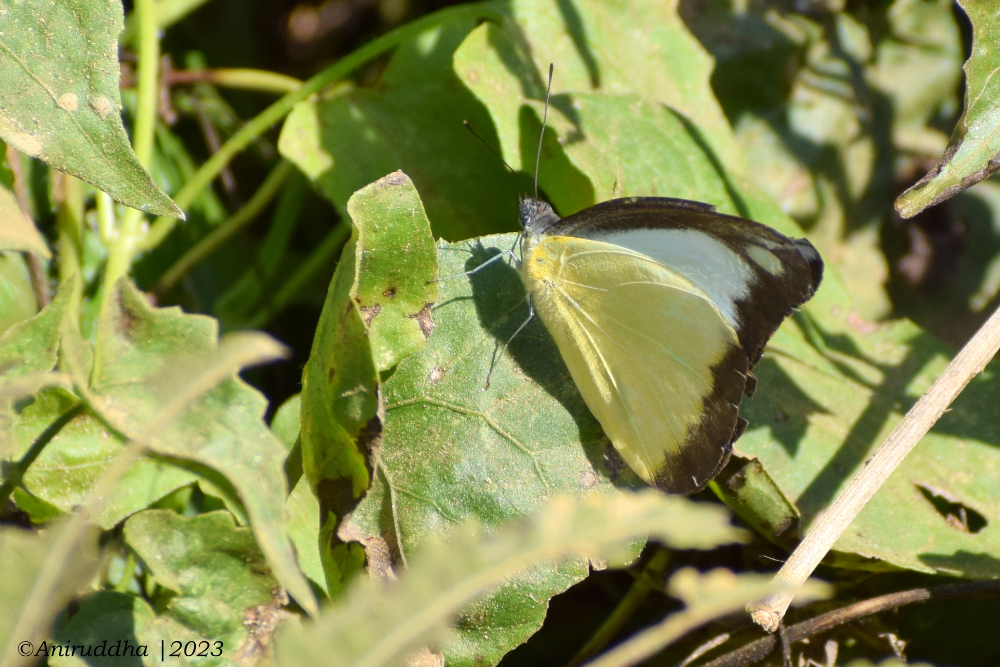 Appias lyncida (Cramer, 1779)