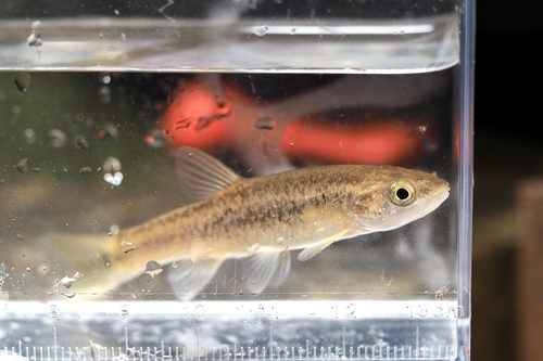 Rhynchocypris jouyi · iNaturalist