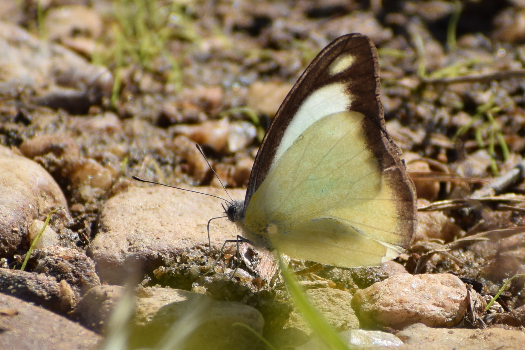 Appias lyncida (Cramer, 1779)