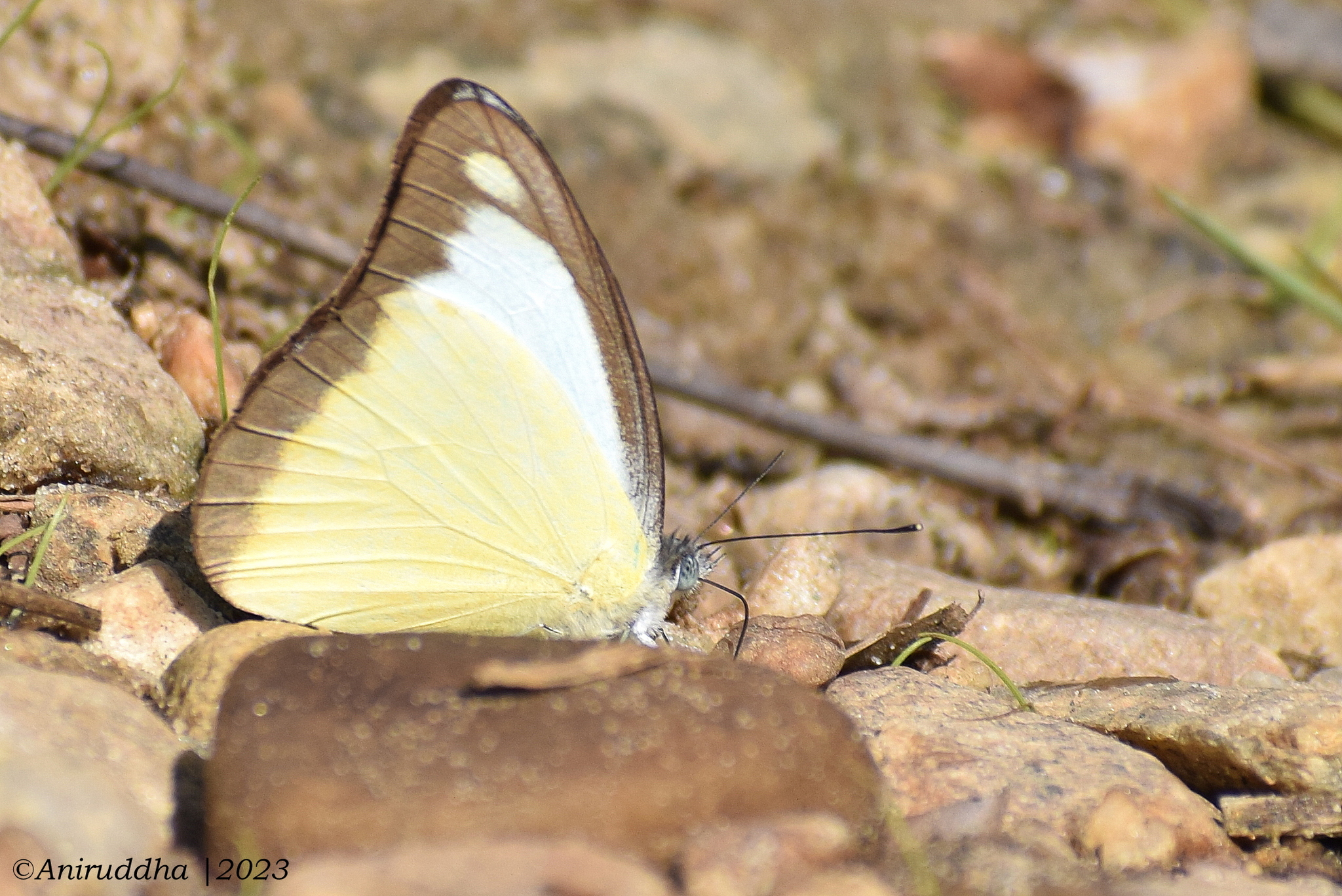 Appias lyncida (Cramer, 1779)