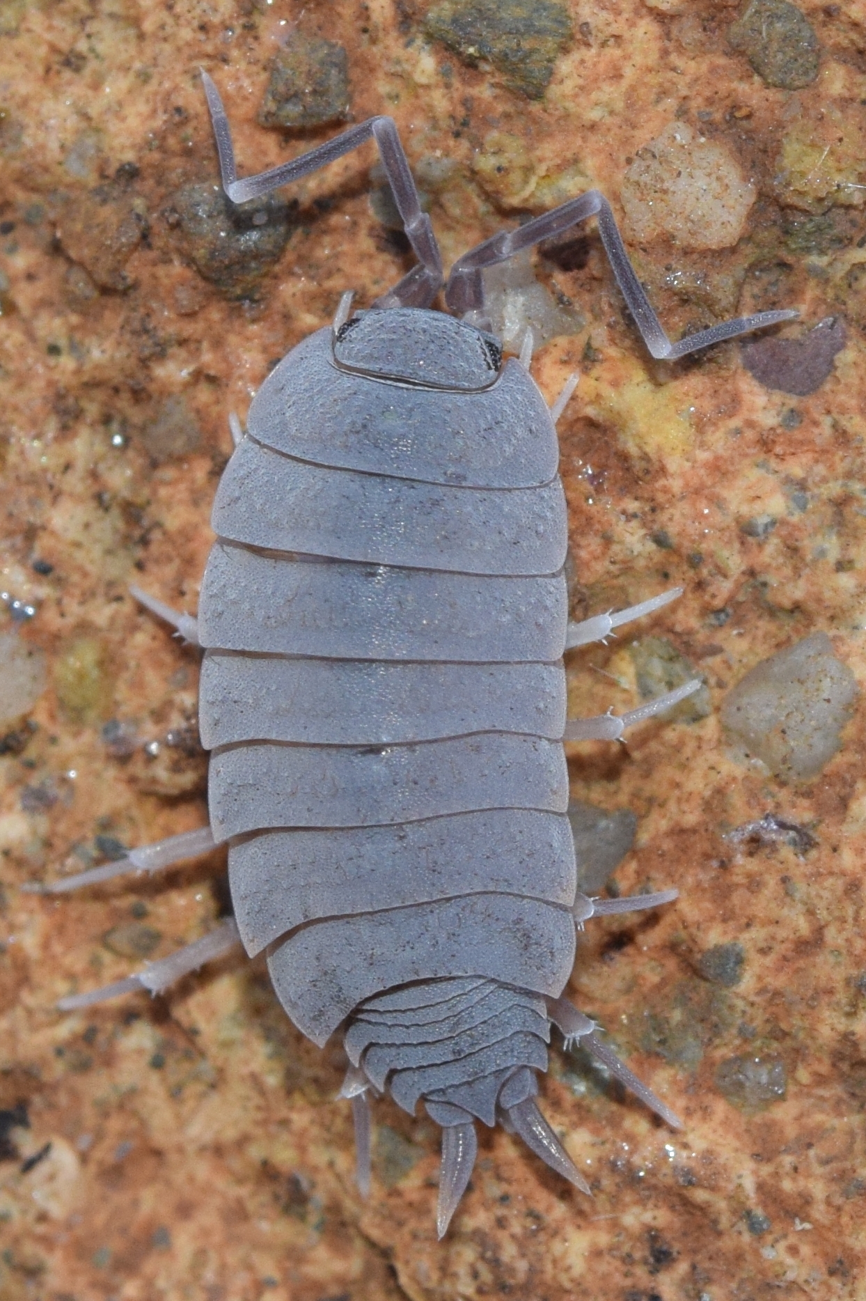 Porcellionides pruinosus (Brandt, 1833)