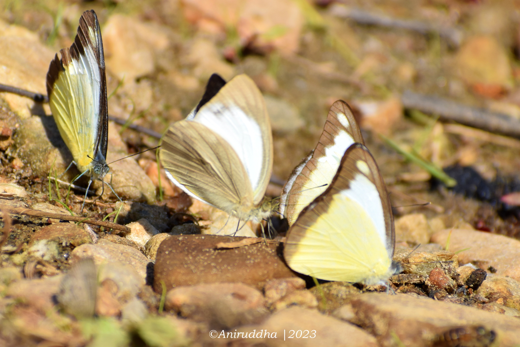 Appias lyncida (Cramer, 1779)