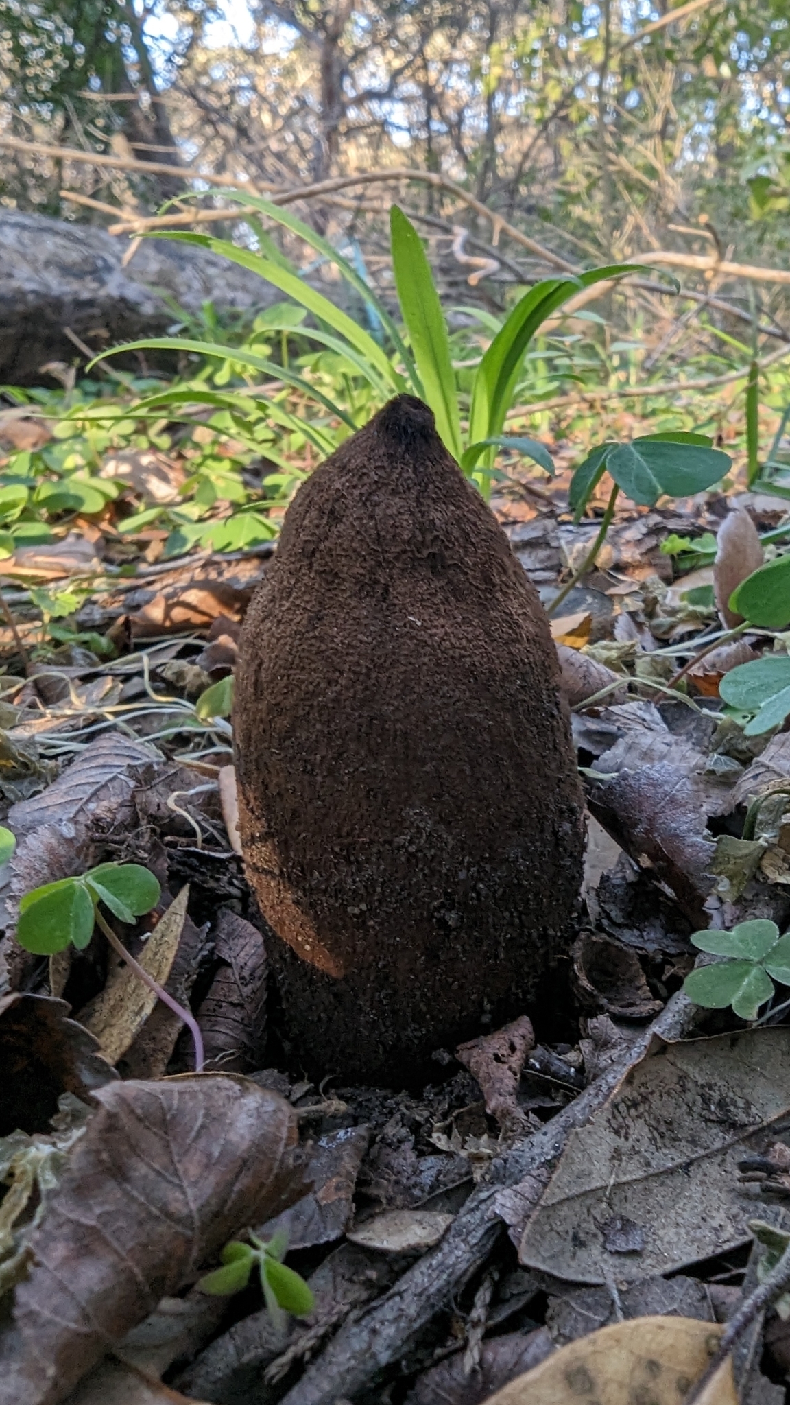 Chorioactis geaster (Peck) Kupfer ex Eckblad