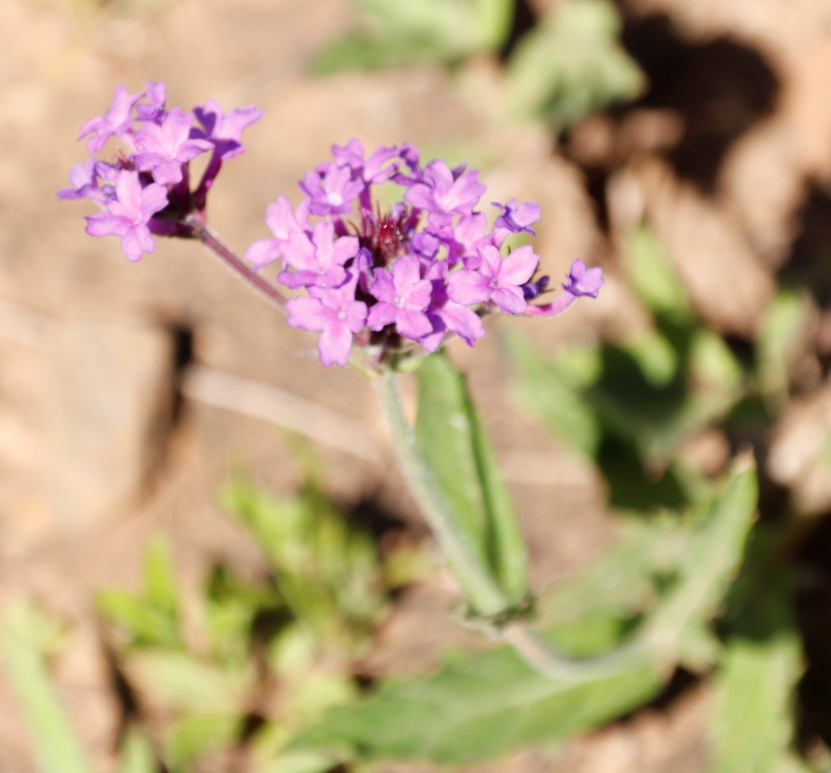 Verbena rigida Spreng.