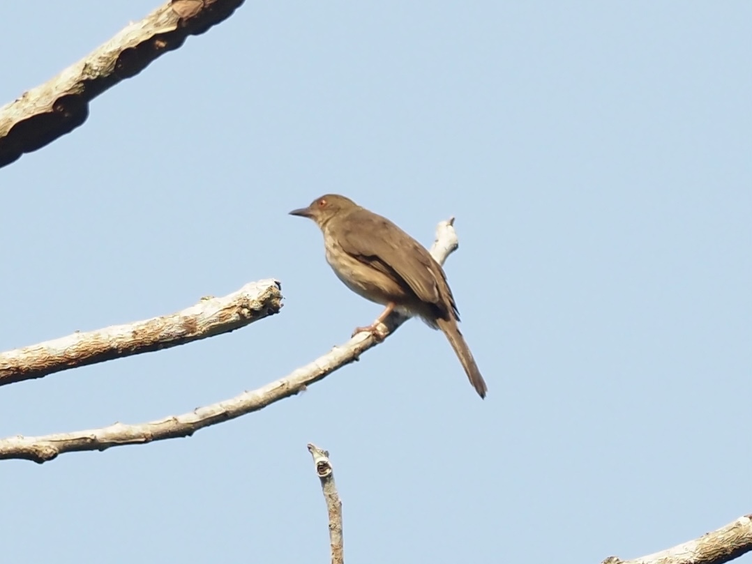 Pycnonotus brunneus Blyth, 1845