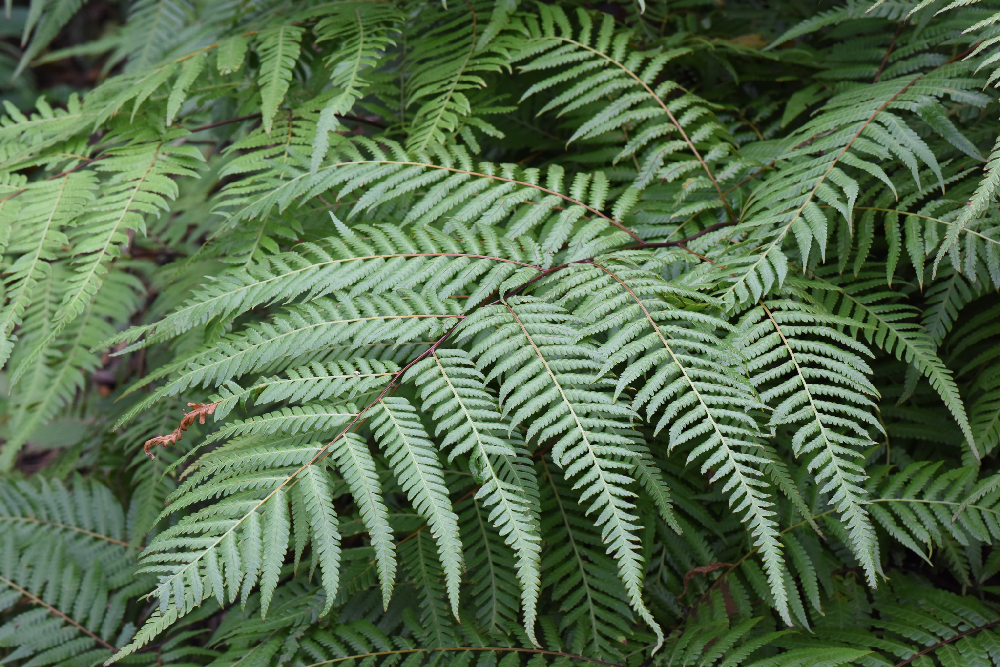 Cibotium barometz (L.) J.Sm.