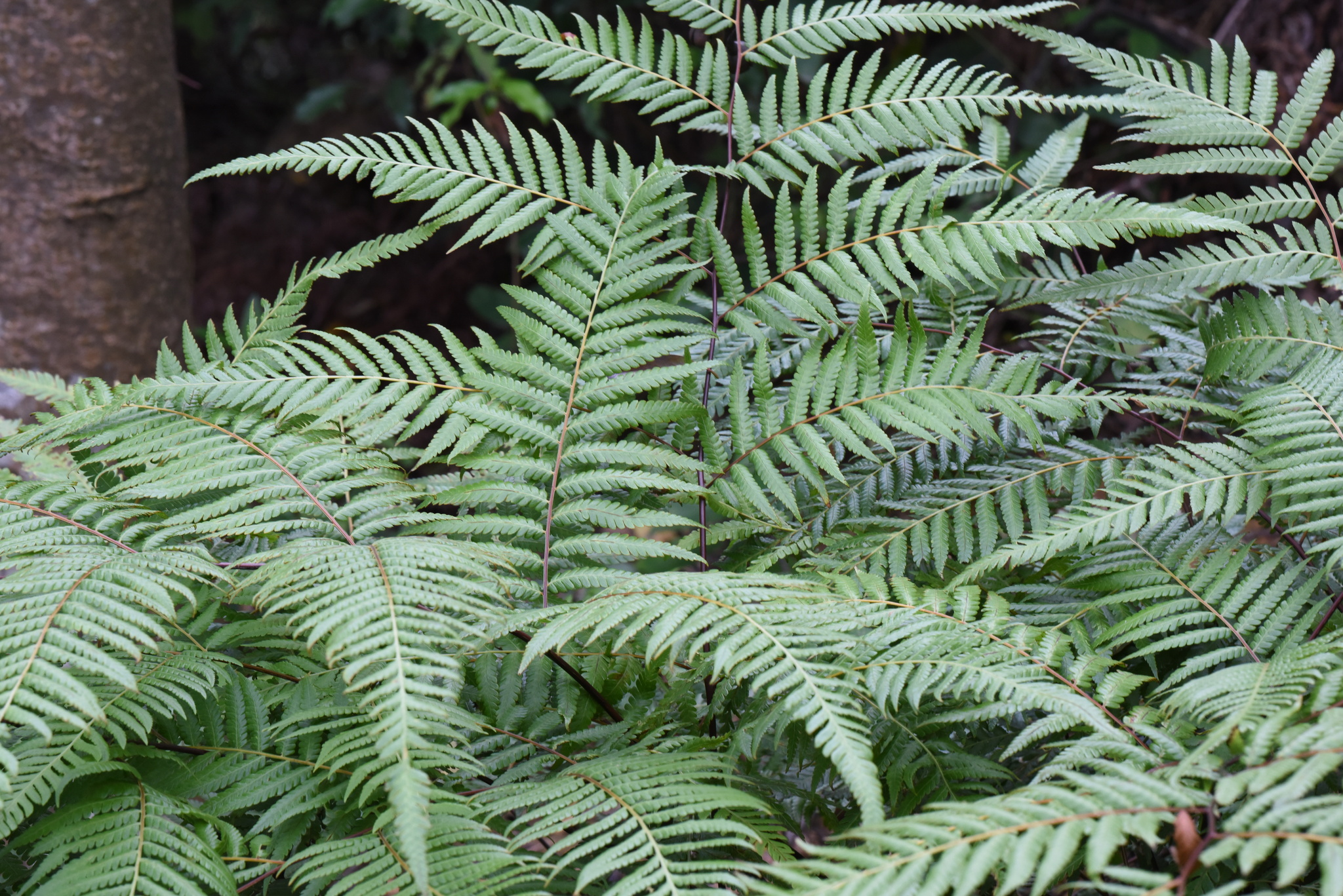 Cibotium barometz (L.) J.Sm.