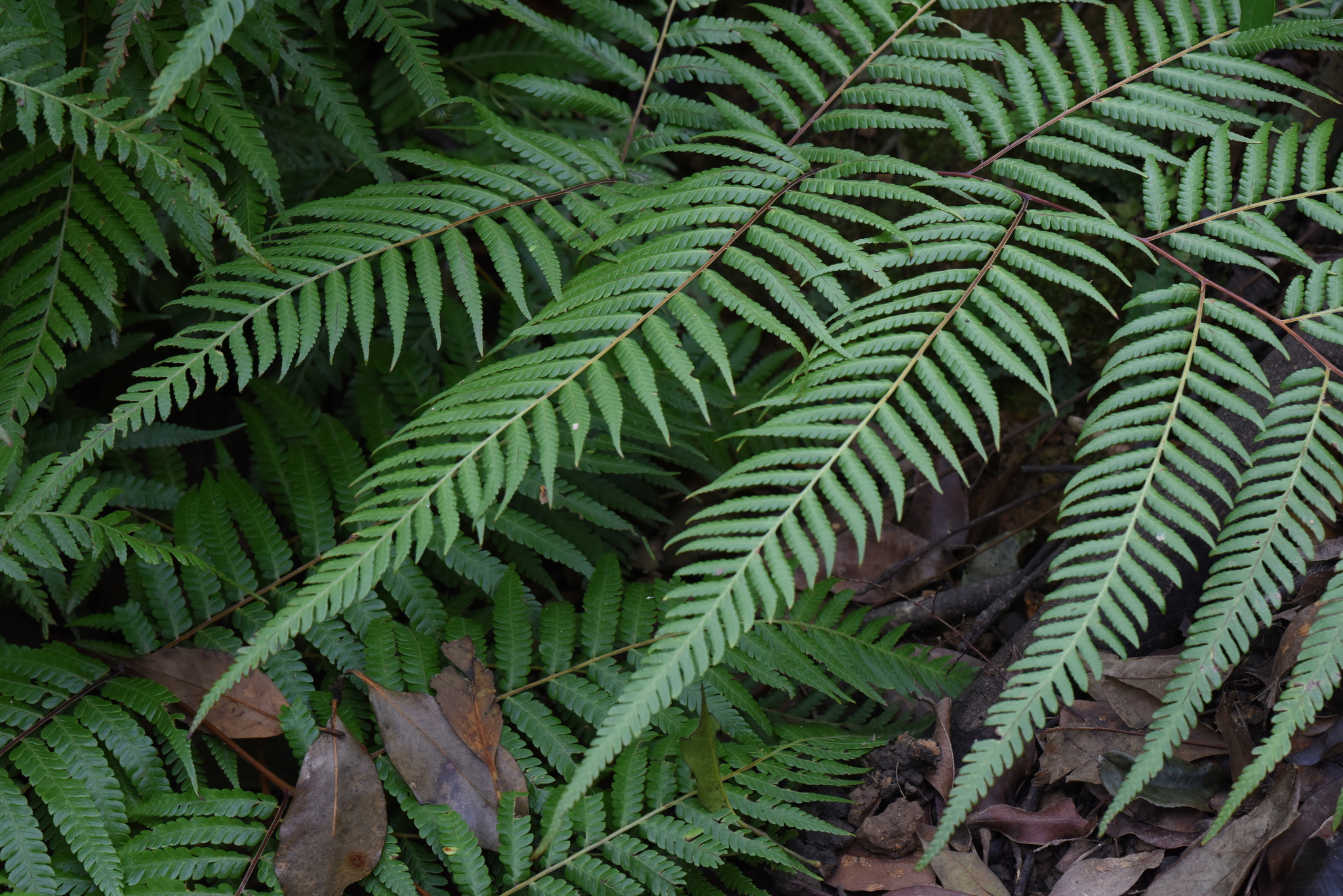 Cibotium barometz (L.) J.Sm.