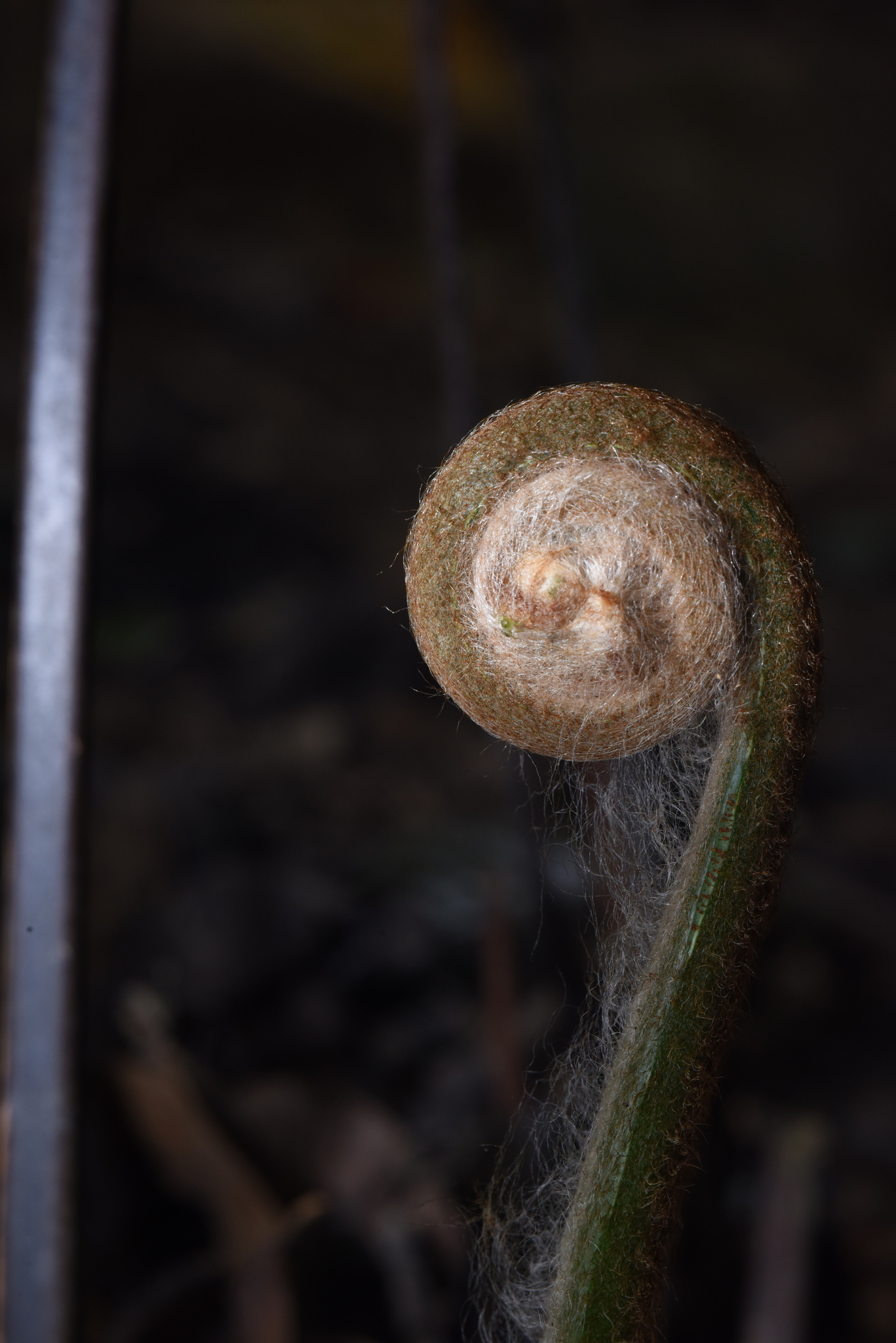 Cibotium barometz (L.) J.Sm.