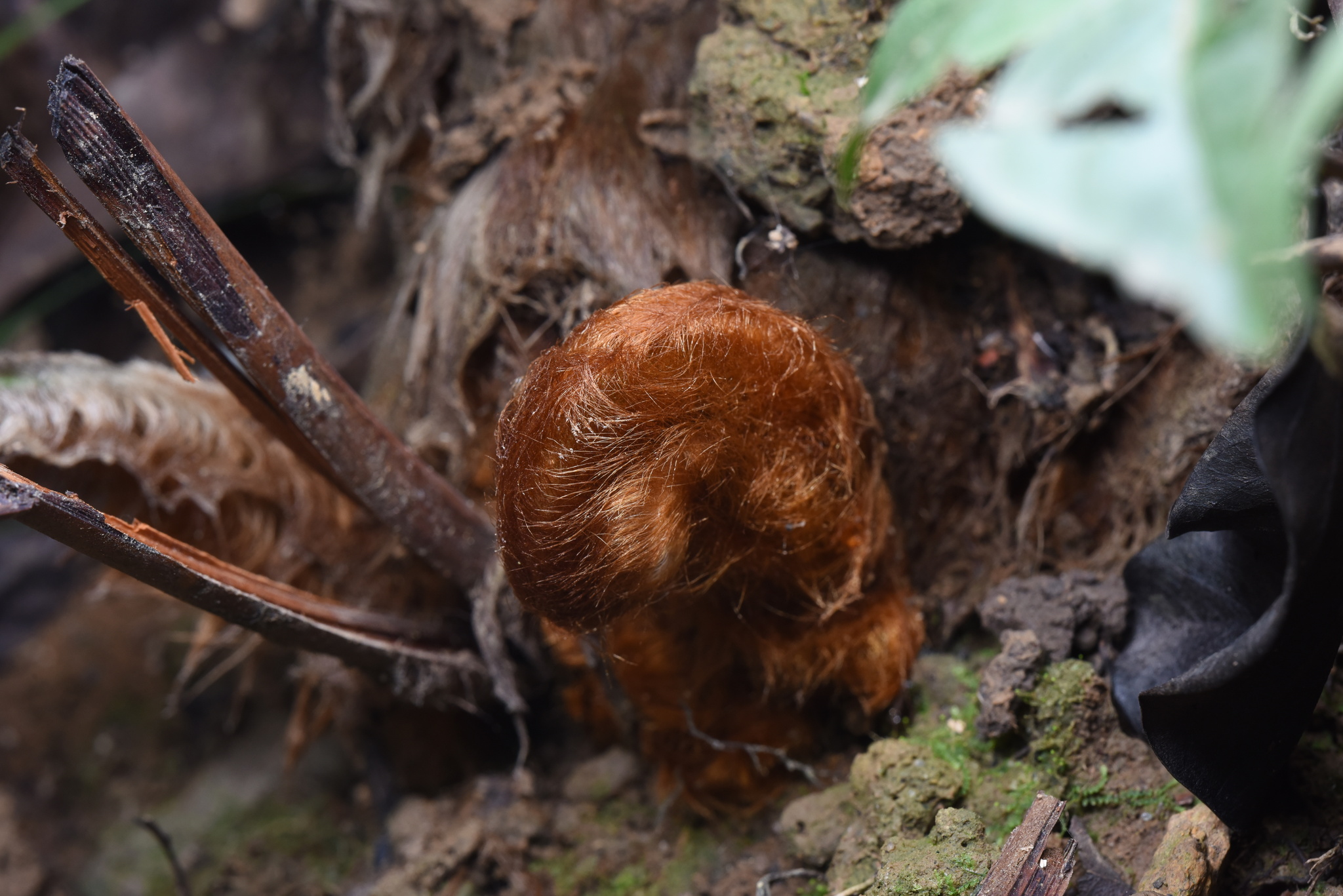 Cibotium barometz (L.) J.Sm.