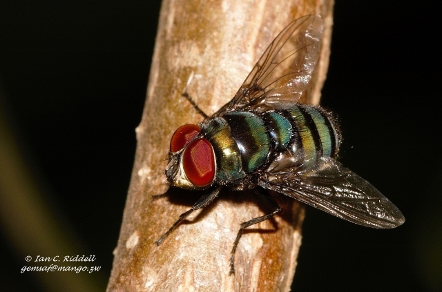 Chrysomya putoria (Wiedemann, 1830)