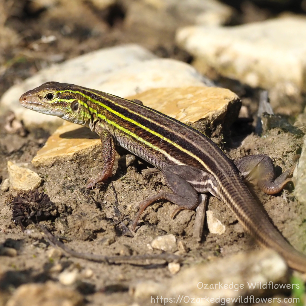 Prairie Racerunner in January 2023 by Cindy · iNaturalist