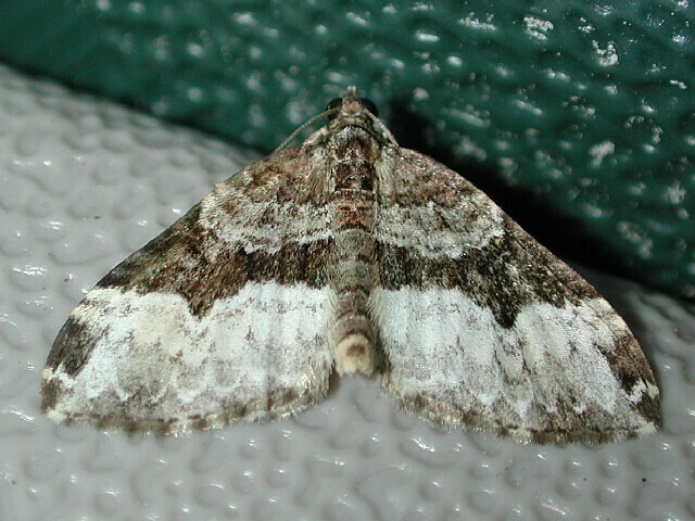 American Sharp-angled Carpet from Ward Pound Ridge, Westchester County ...