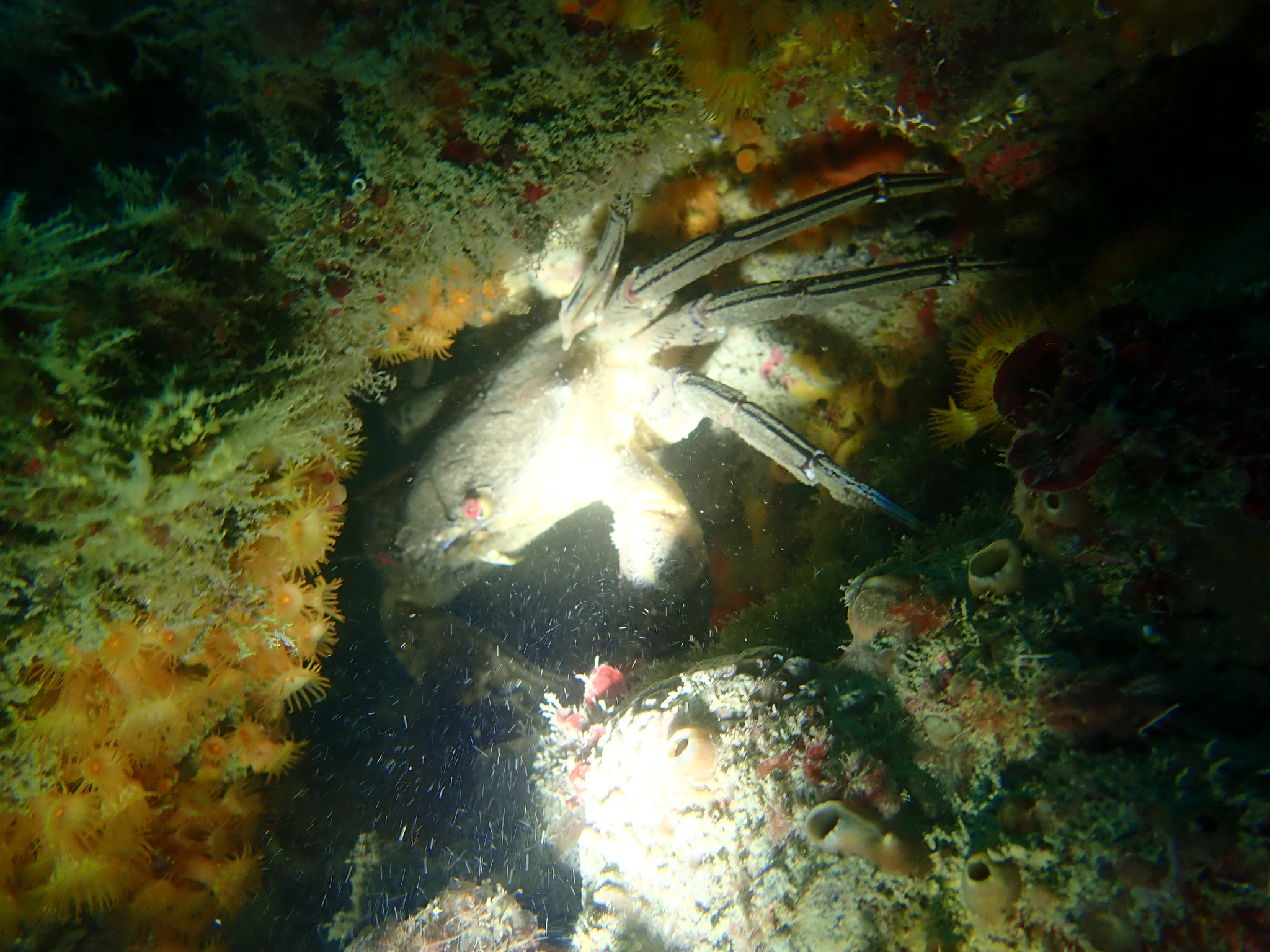 Necora puber (Linnaeus, 1767)