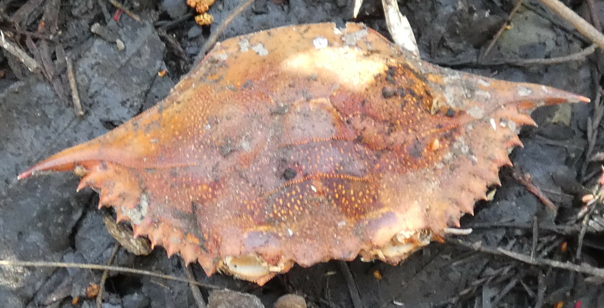 Callinectes sapidus Rathbun, 1896