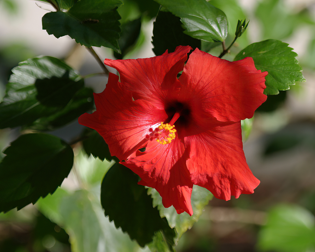 hibiscuses from 2001 E Southport Rd, Kissimmee, FL 34746, USA on March ...