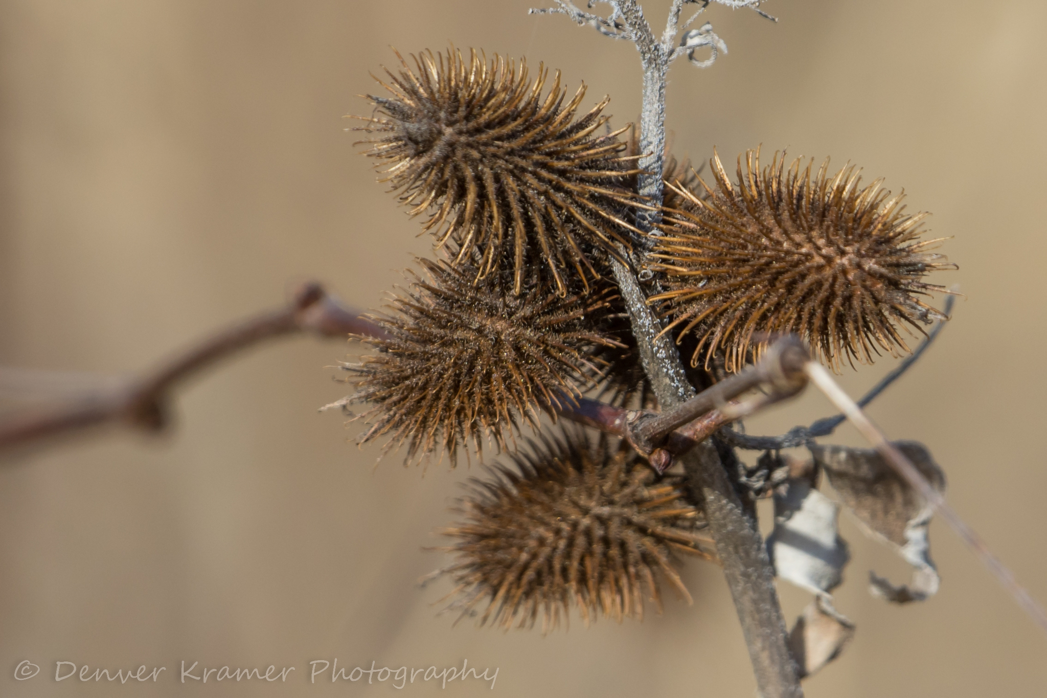 Xanthium L.