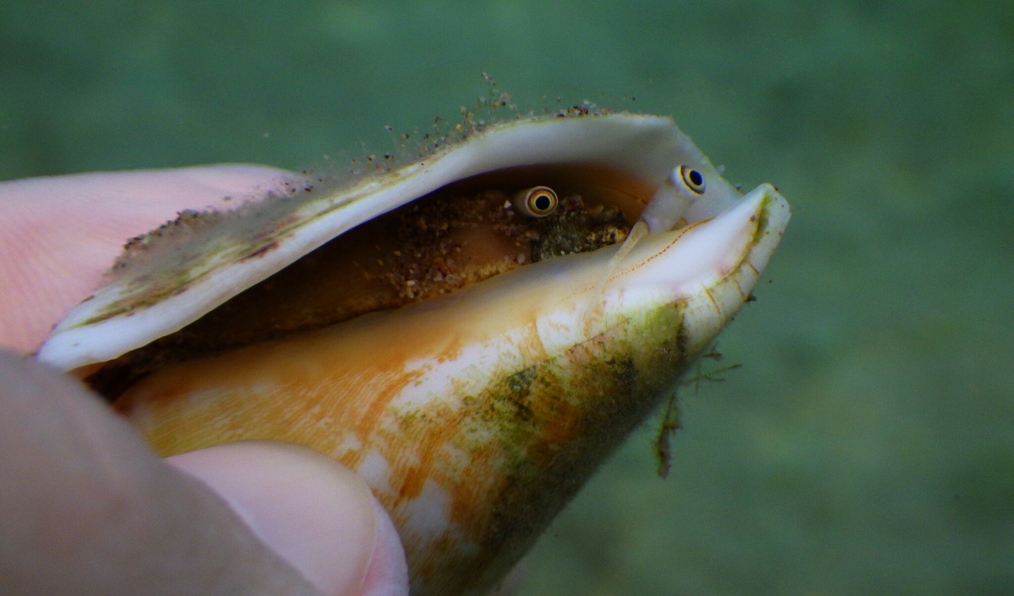 Conomurex persicus (Swainson, 1821)