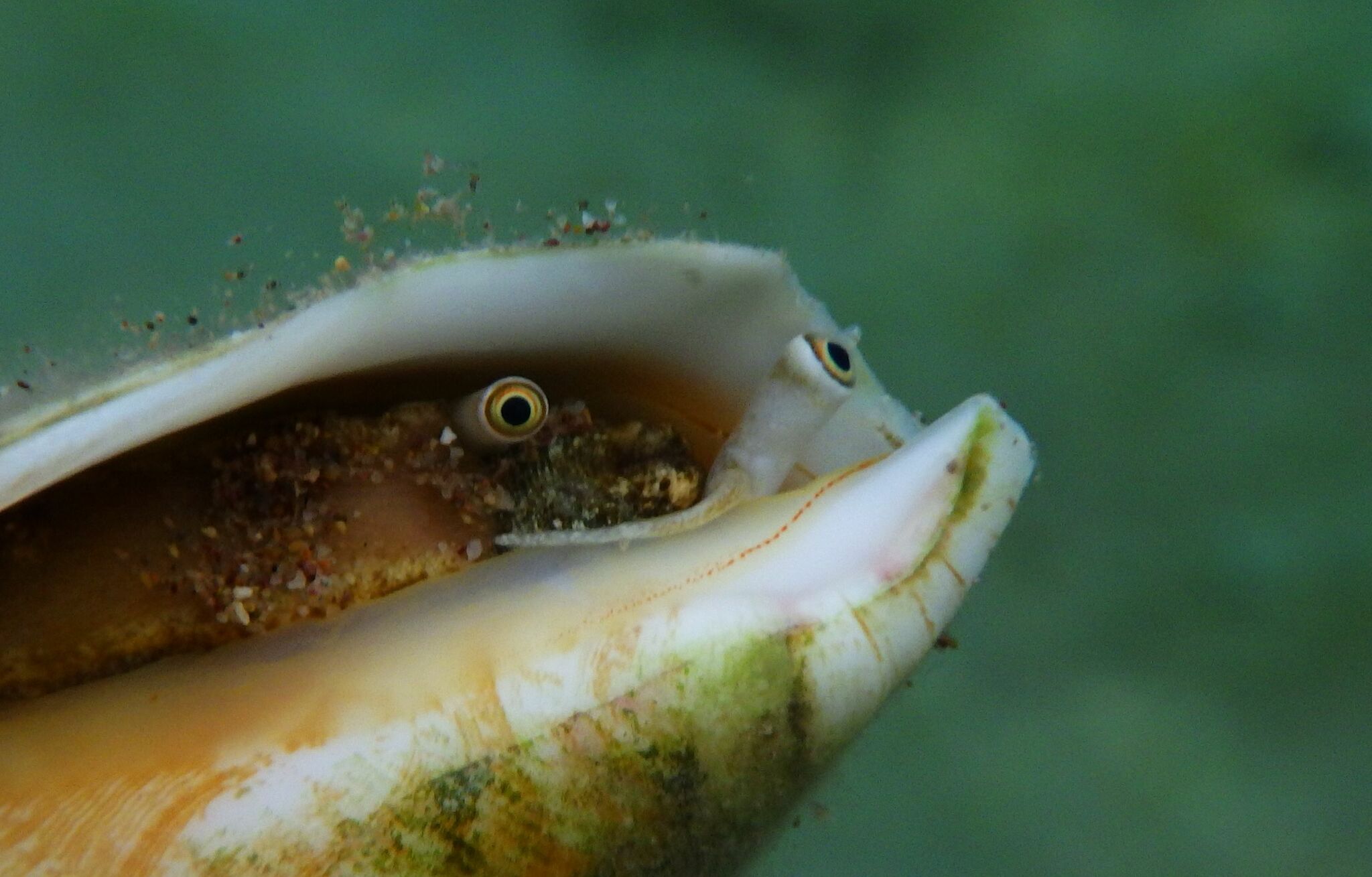 Conomurex persicus (Swainson, 1821)