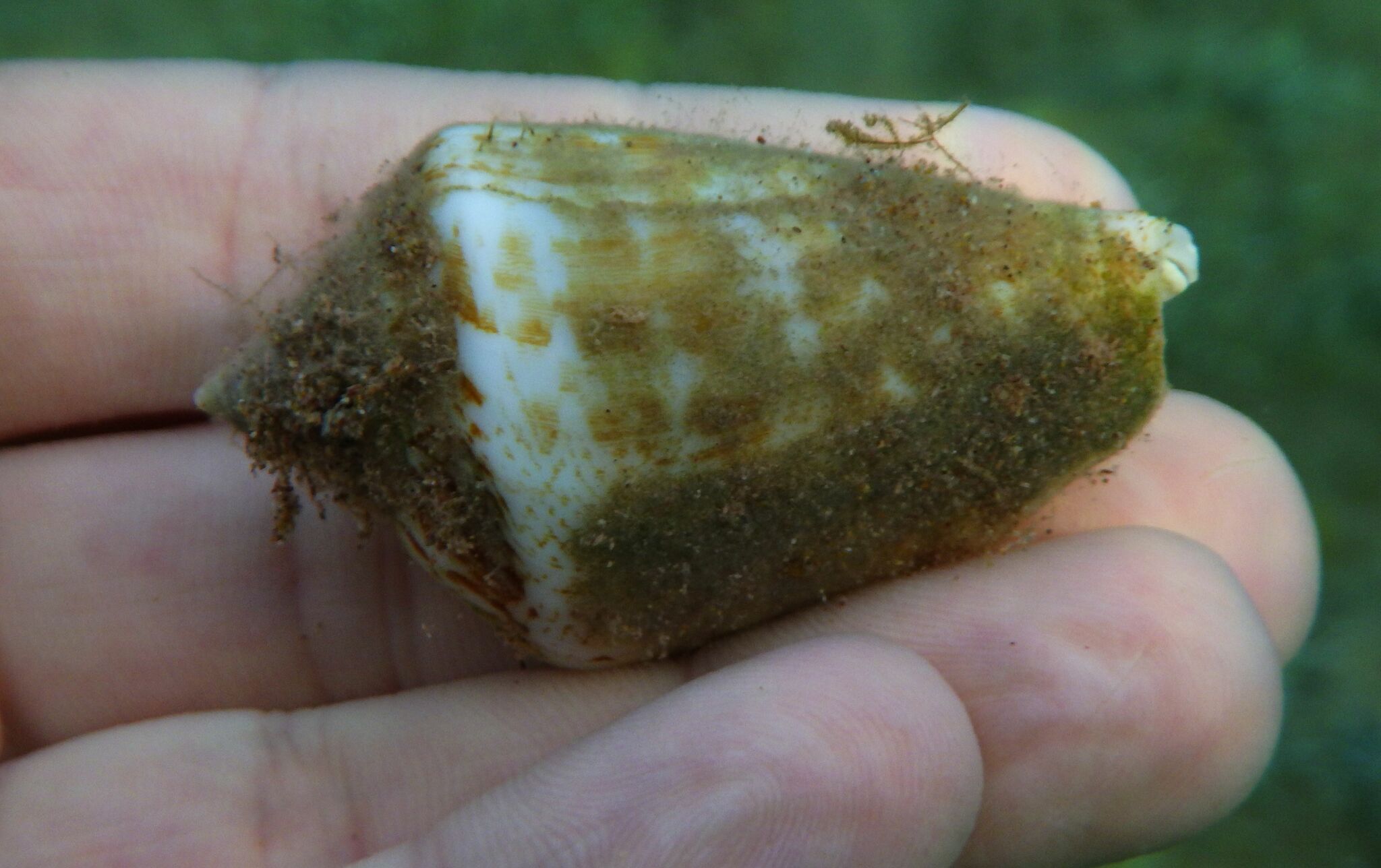 Conomurex persicus (Swainson, 1821)