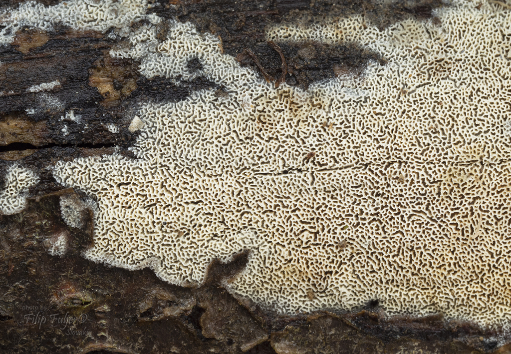 Xylodon raduloides from 013 54 Kolárovice, Slovensko on January 12 ...