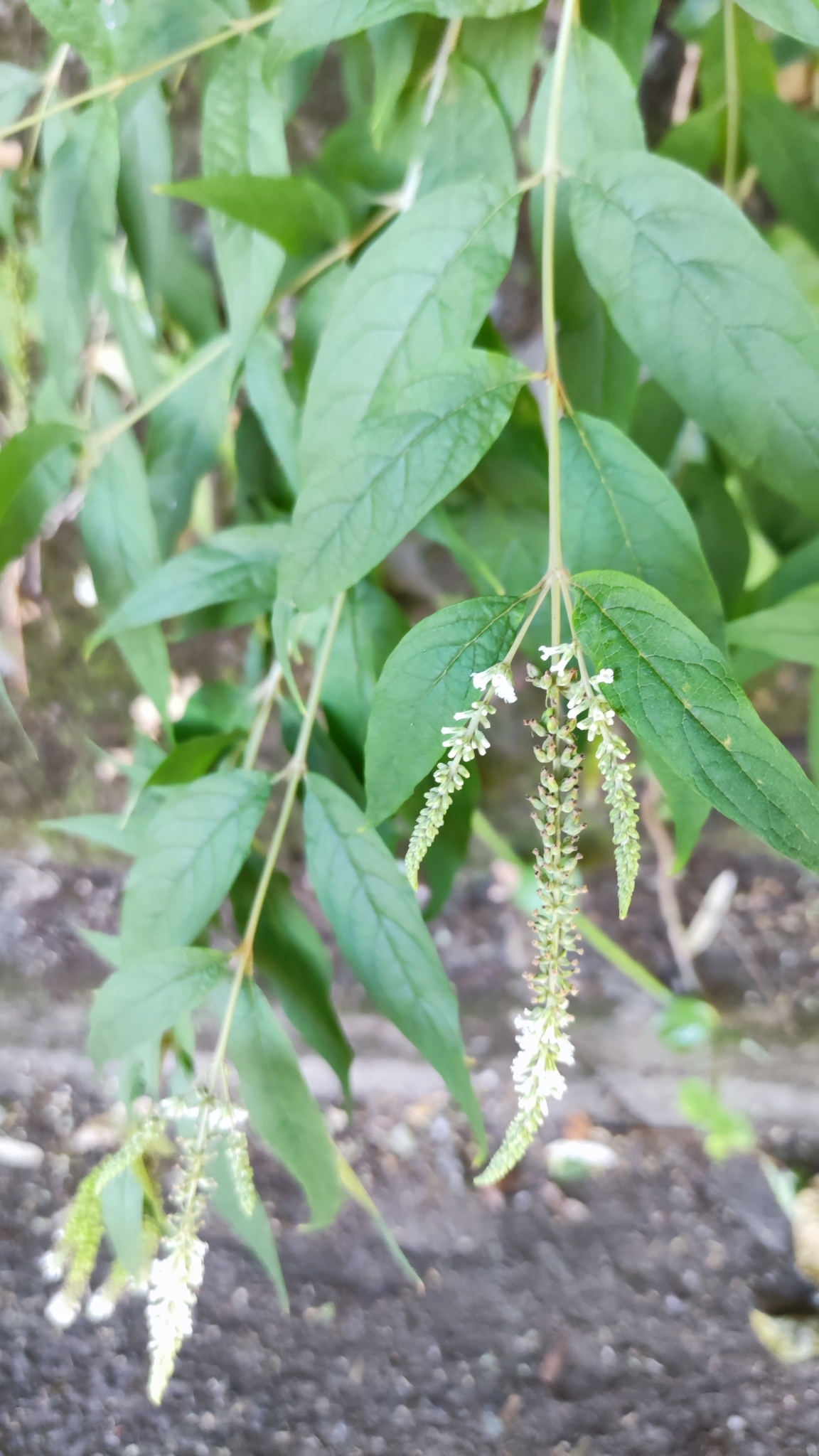 Buddleja asiatica Lour.