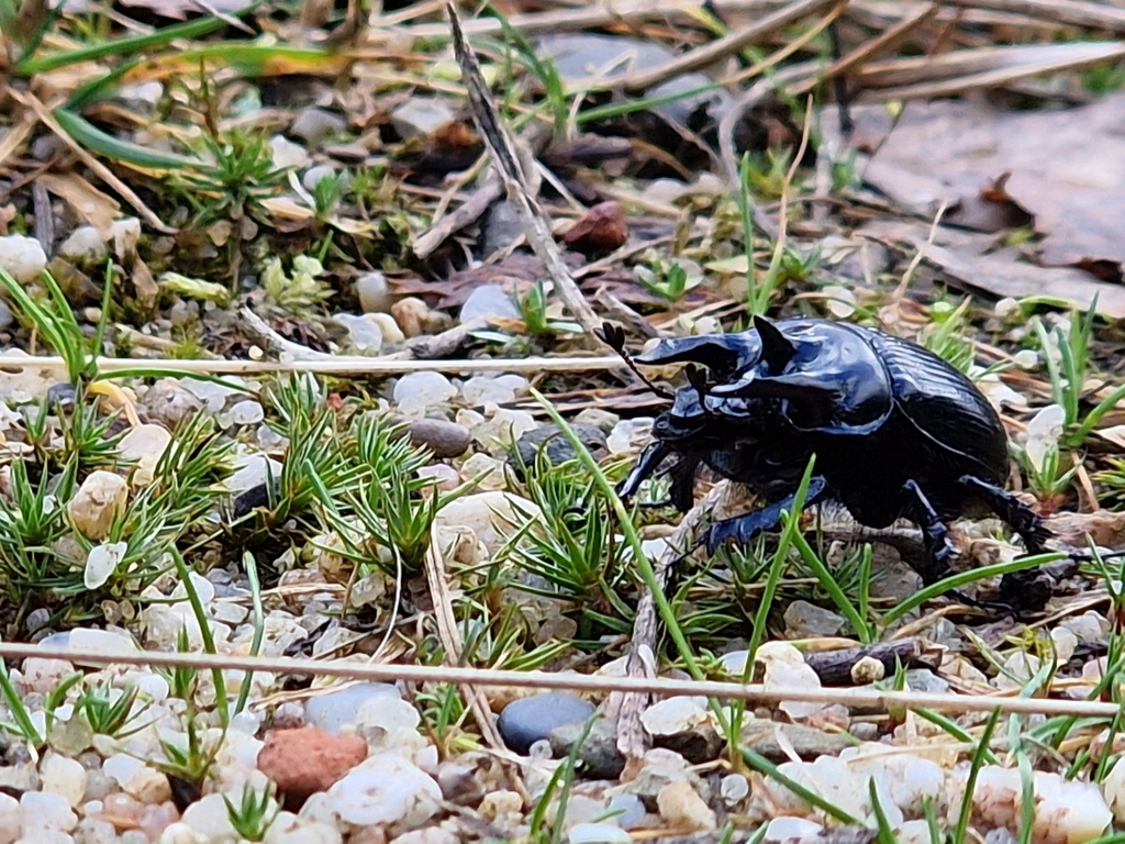 Minotaur Beetle from 41379 Brüggen, Deutschland on January 15, 2023 at ...