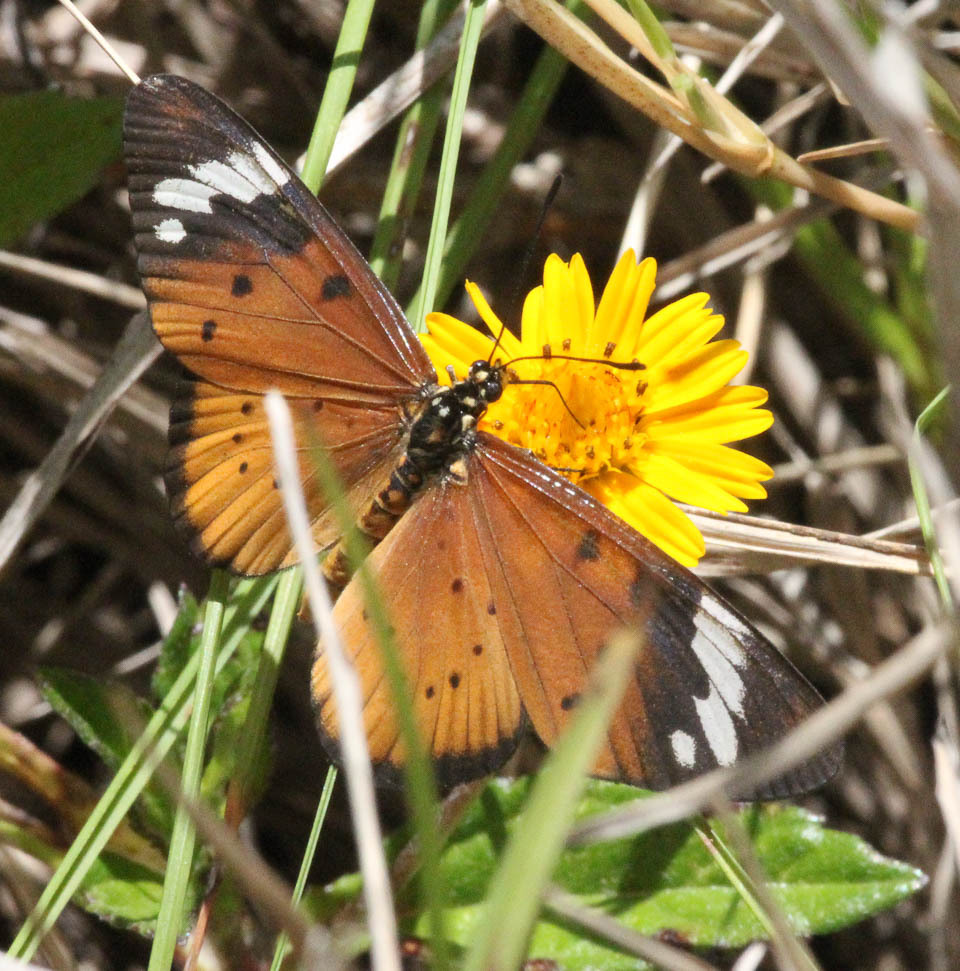 Acraea encedon Linnaeus, 1758