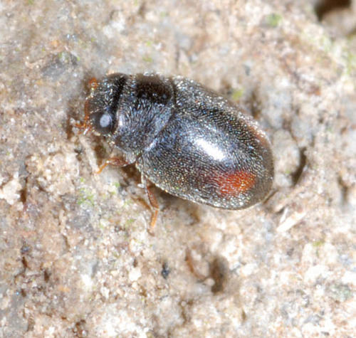 Nephus horioni · iNaturalist