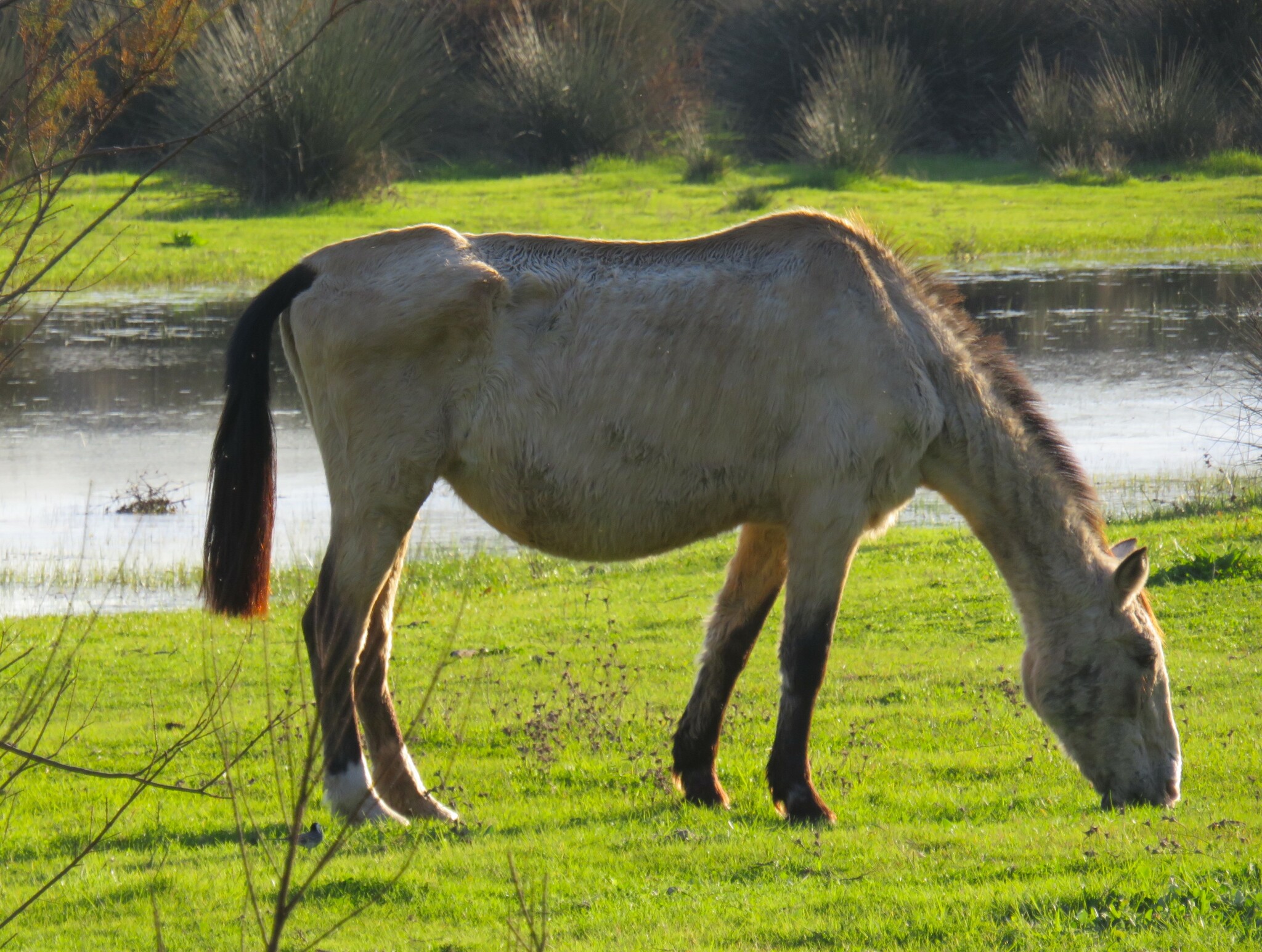 Equus caballus Linnaeus, 1758