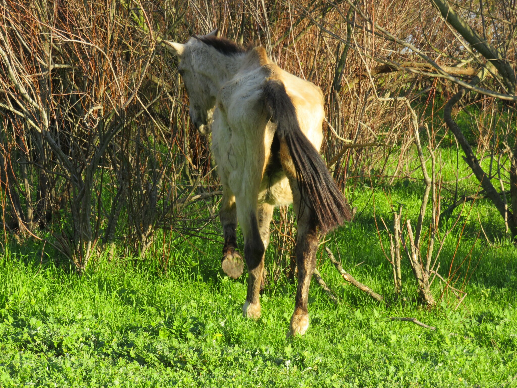 Equus caballus Linnaeus, 1758