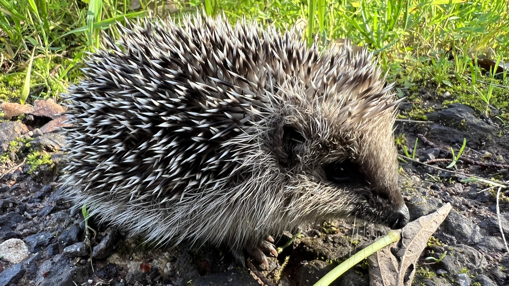 Erinaceus europaeus Linnaeus, 1758