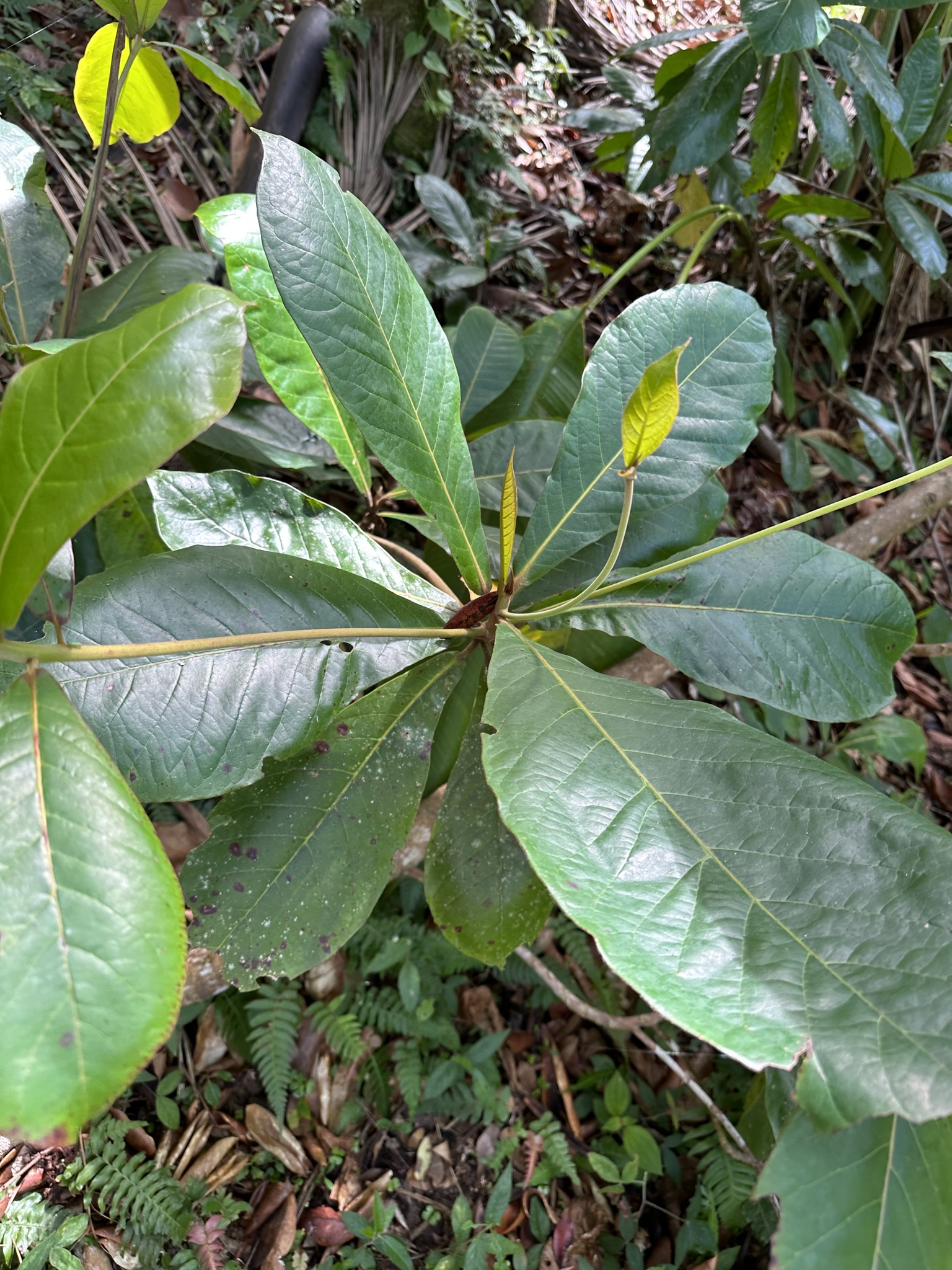 Terminalia catappa L.