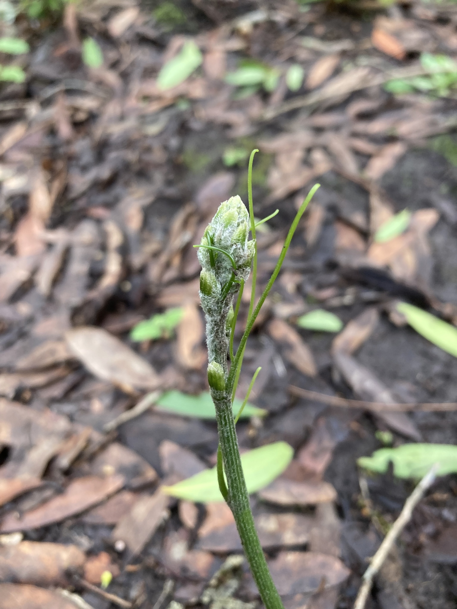 Marah fabacea (Naudin) Greene