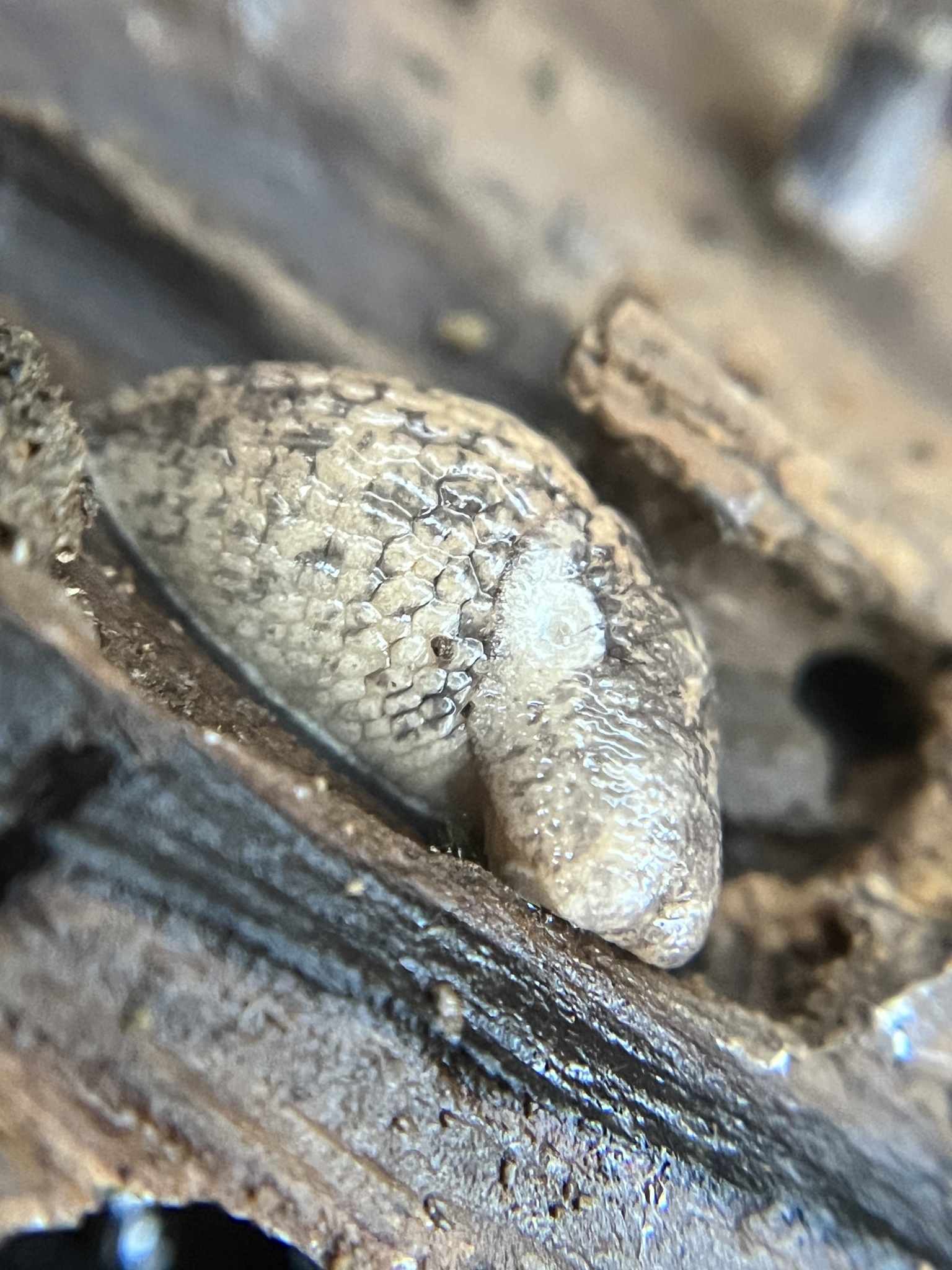 Deroceras reticulatum (O.F.Müller, 1774)